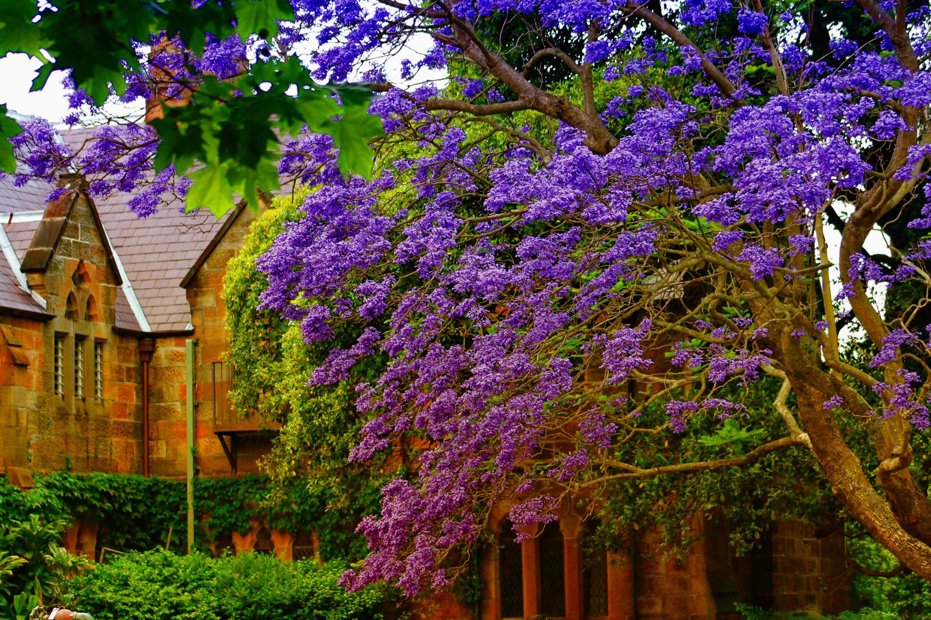 Spring Blossoms: Purple Flowers Frame Historic Church in Nature’s Embrace