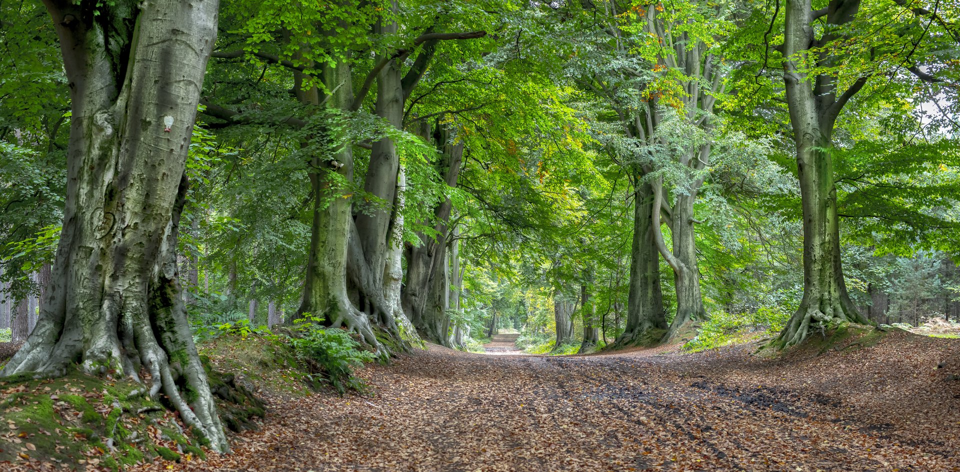Serene Forest Path HD Wallpaper: Nature’s Green Escape on a Quiet Dirt Road