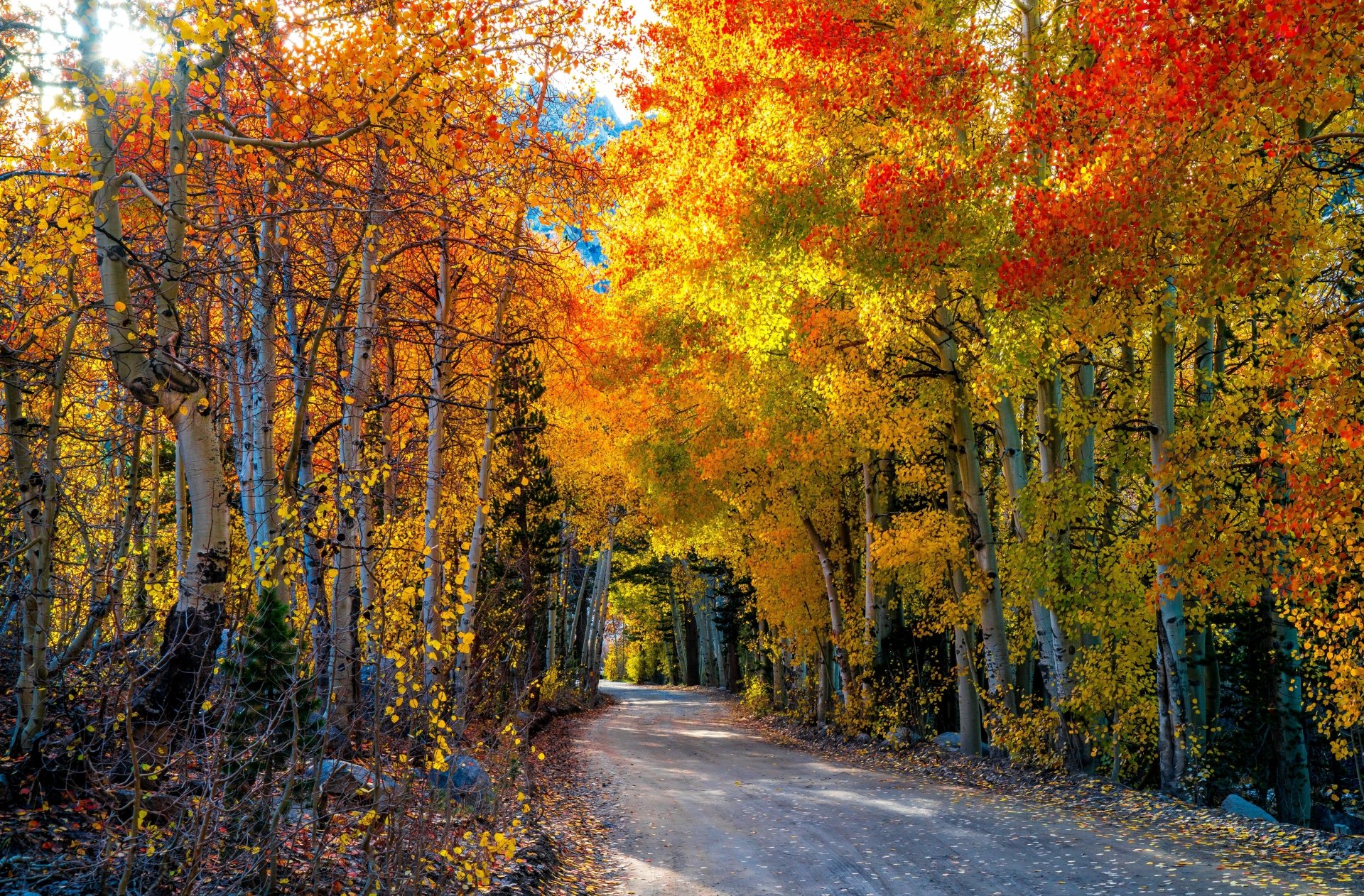 Download Tree-lined Tree Fall Man Made Road 8k Ultra HD Wallpaper
