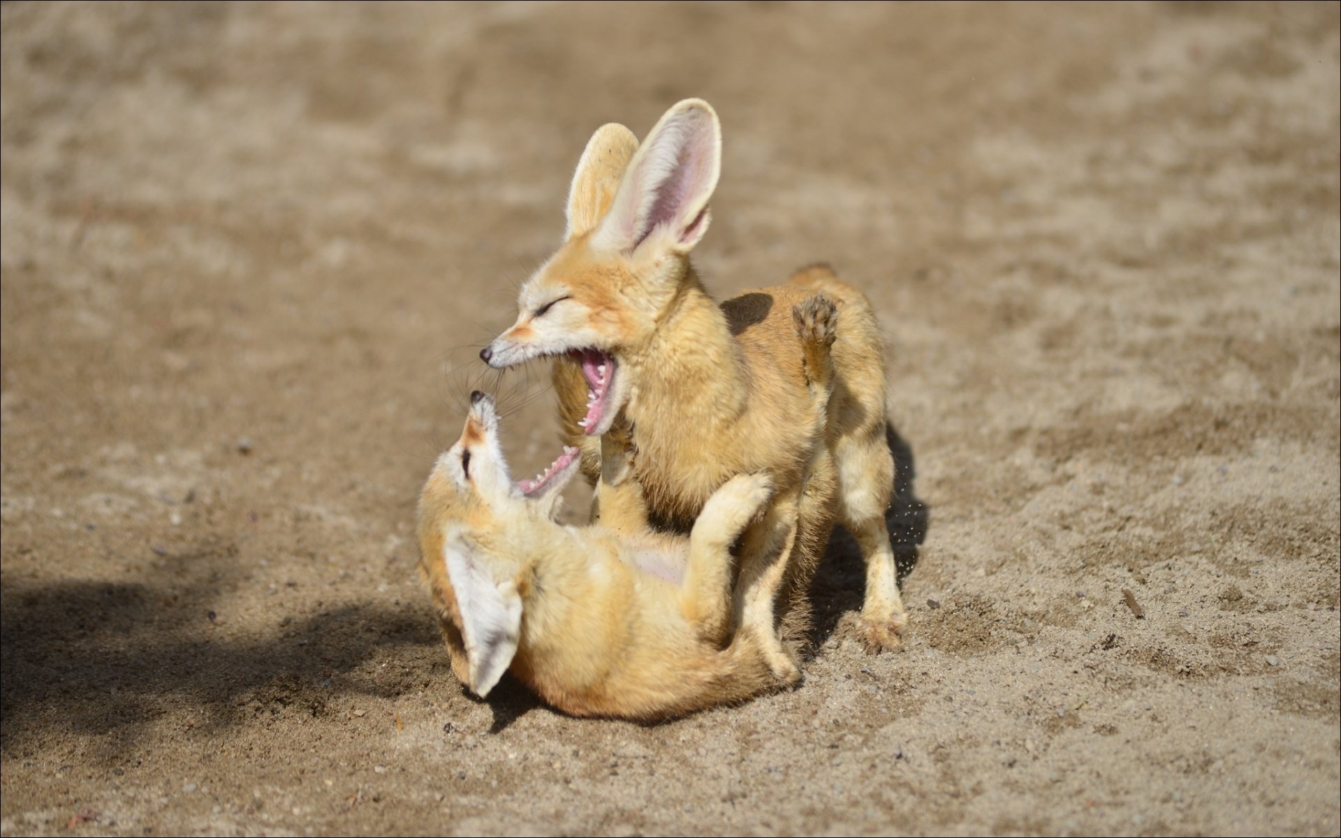 Download Animal Fennec Fox HD Wallpaper