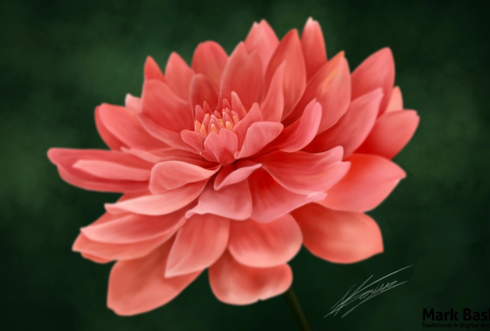 Download Pink Flower Close-up Nature Flower Wallpaper