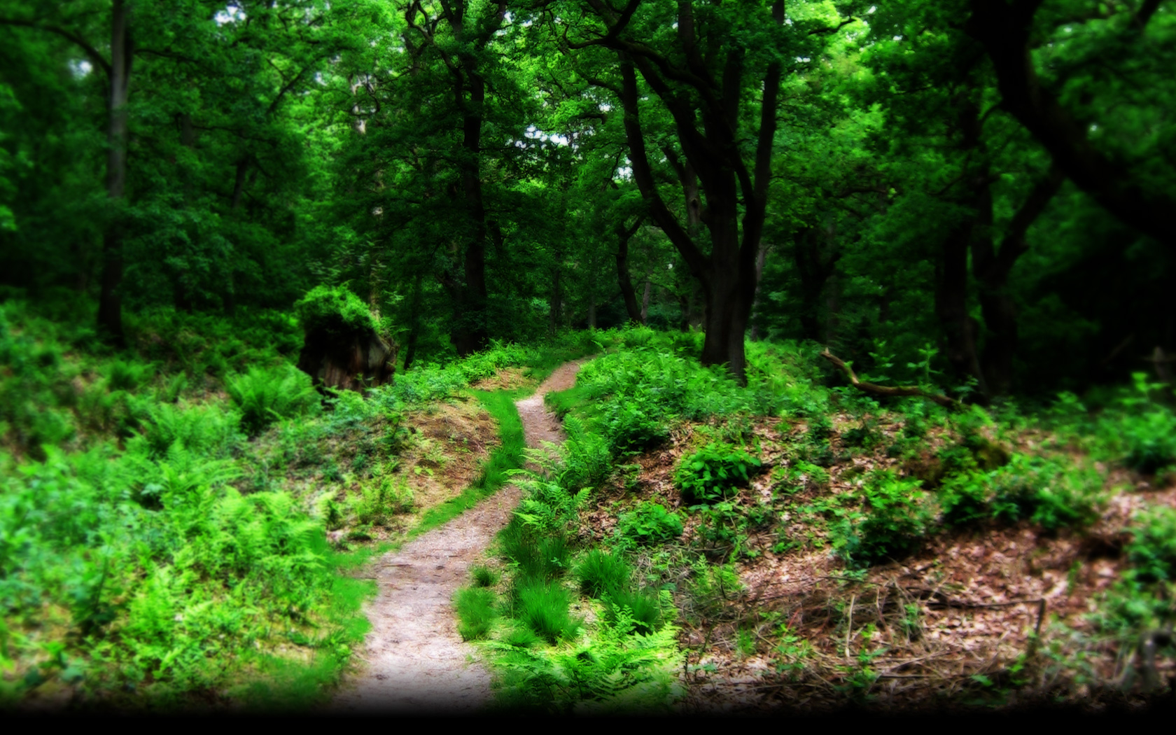 Download Tree Green Forest Nature Path Wallpaper