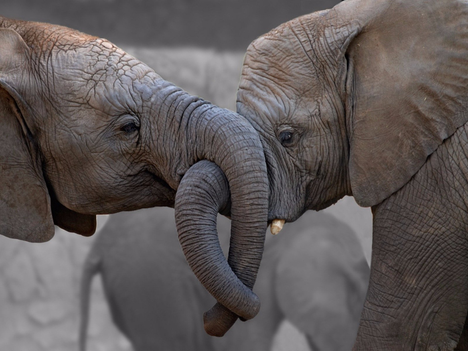 Elephant Love: Heartfelt Connection of African Giants | HD Wildlife ...