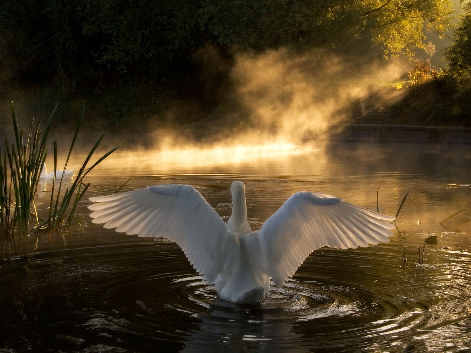 Serene Swan at Sunrise - HD Wallpaper