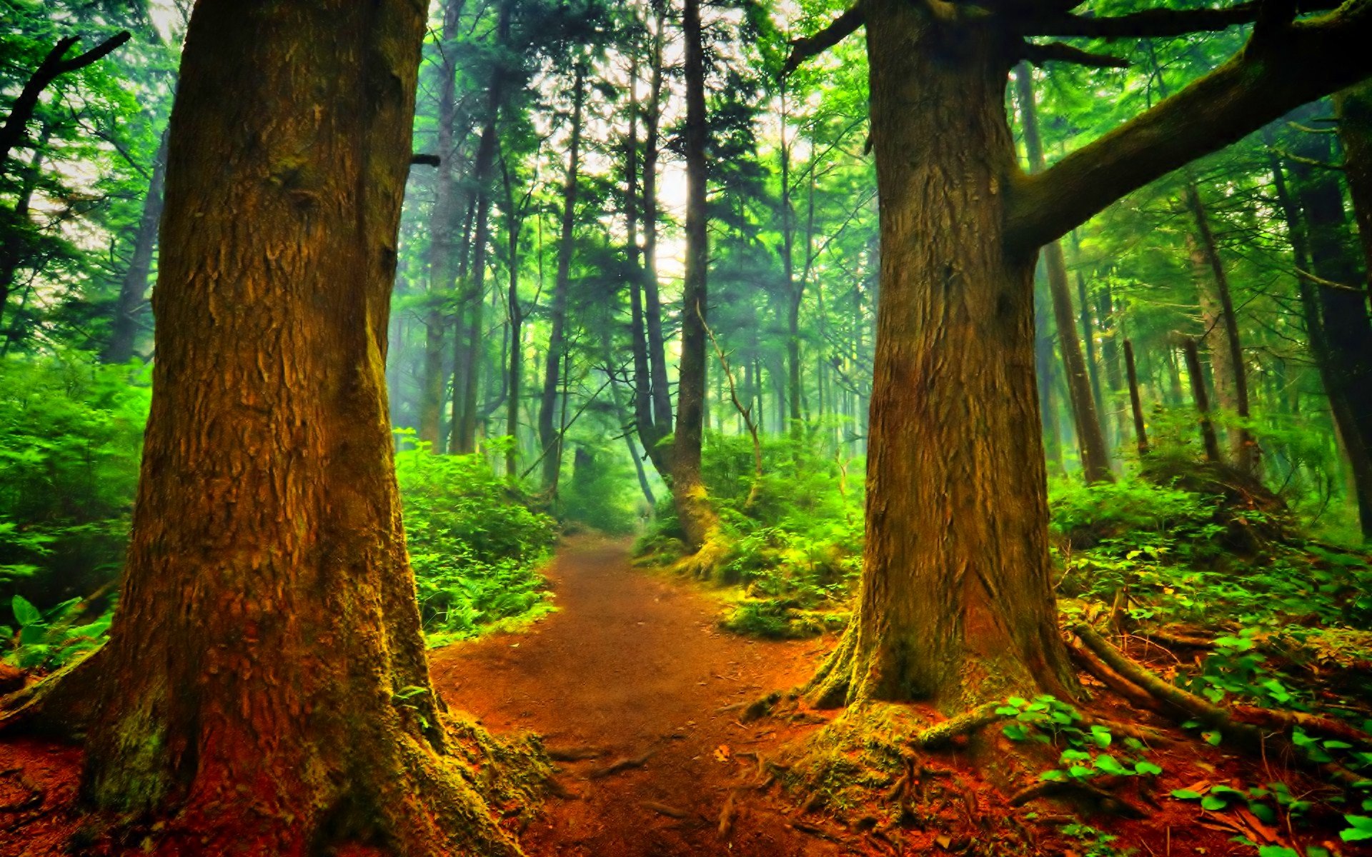 Forest HD Wallpaper | Background Image | 1920x1200 | ID:700792 ...