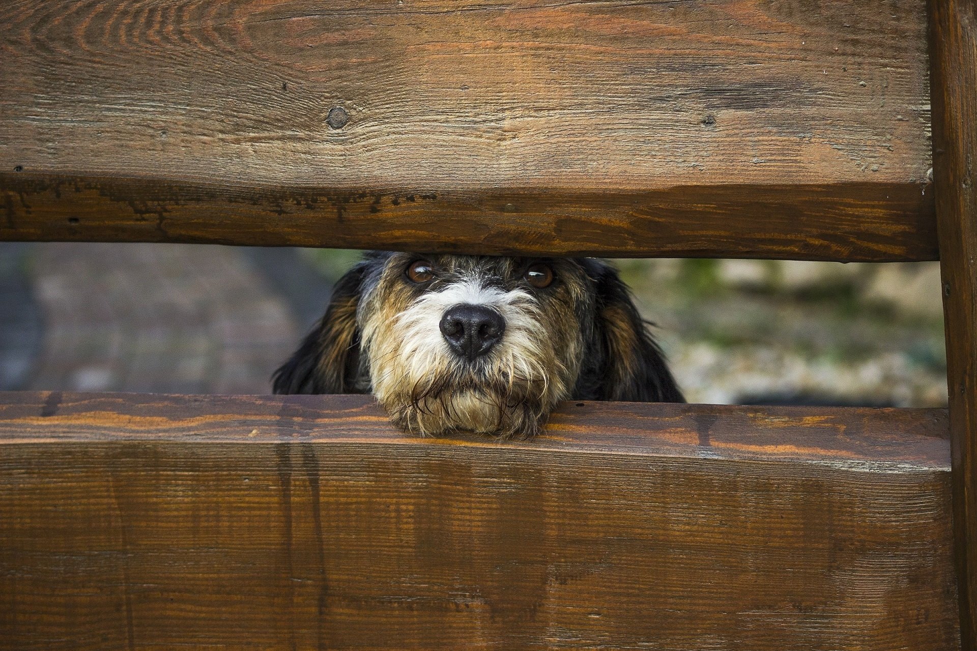 Curious Dog Peeking Through Rustic Fence - HD Animal Wallpaper by skeeze