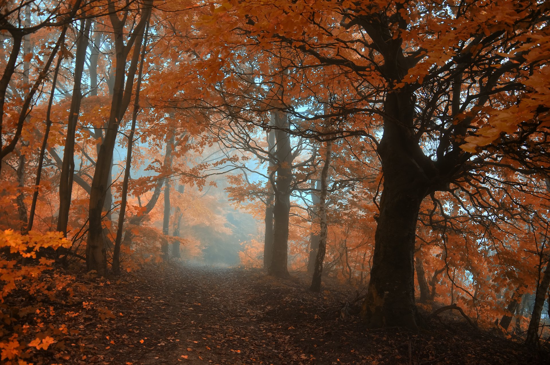 Enchanted Fall Forest: 4K Ultra HD Wallpaper