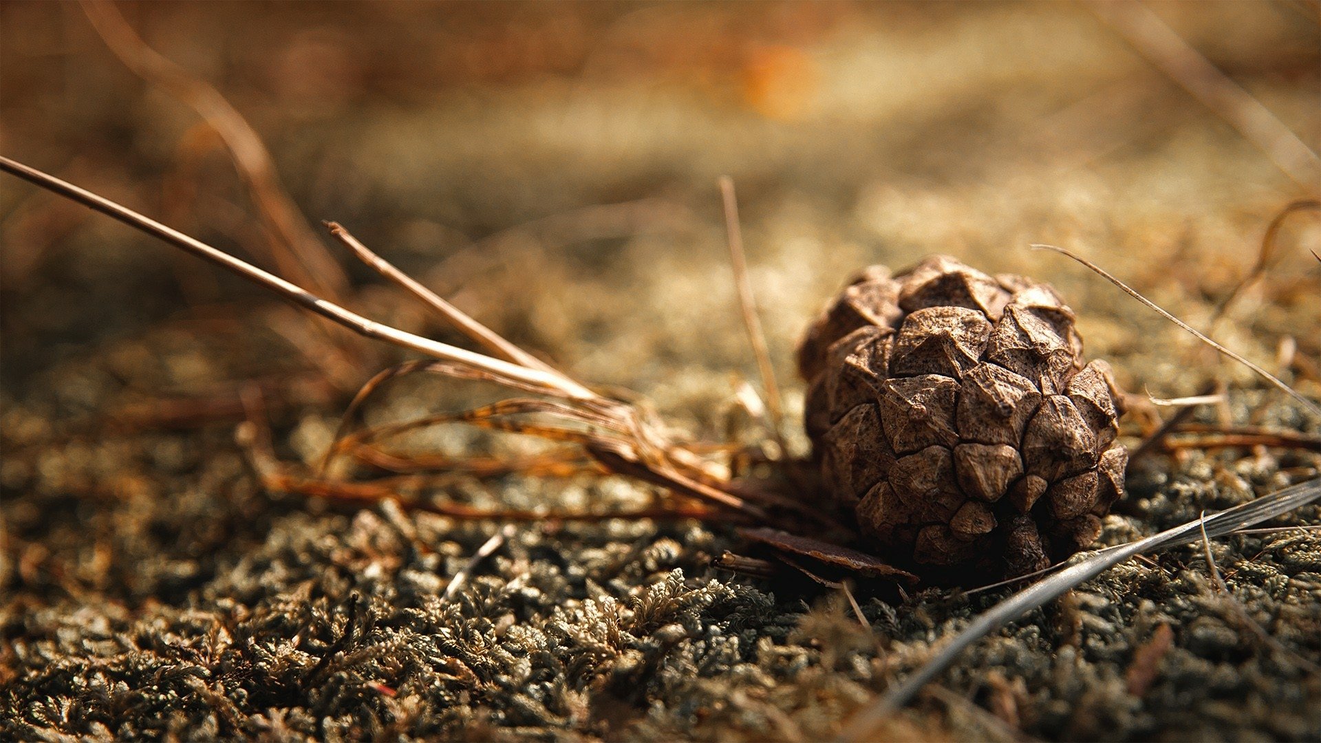 Serene Pine Cone HD Wallpaper - Nature's Detail
