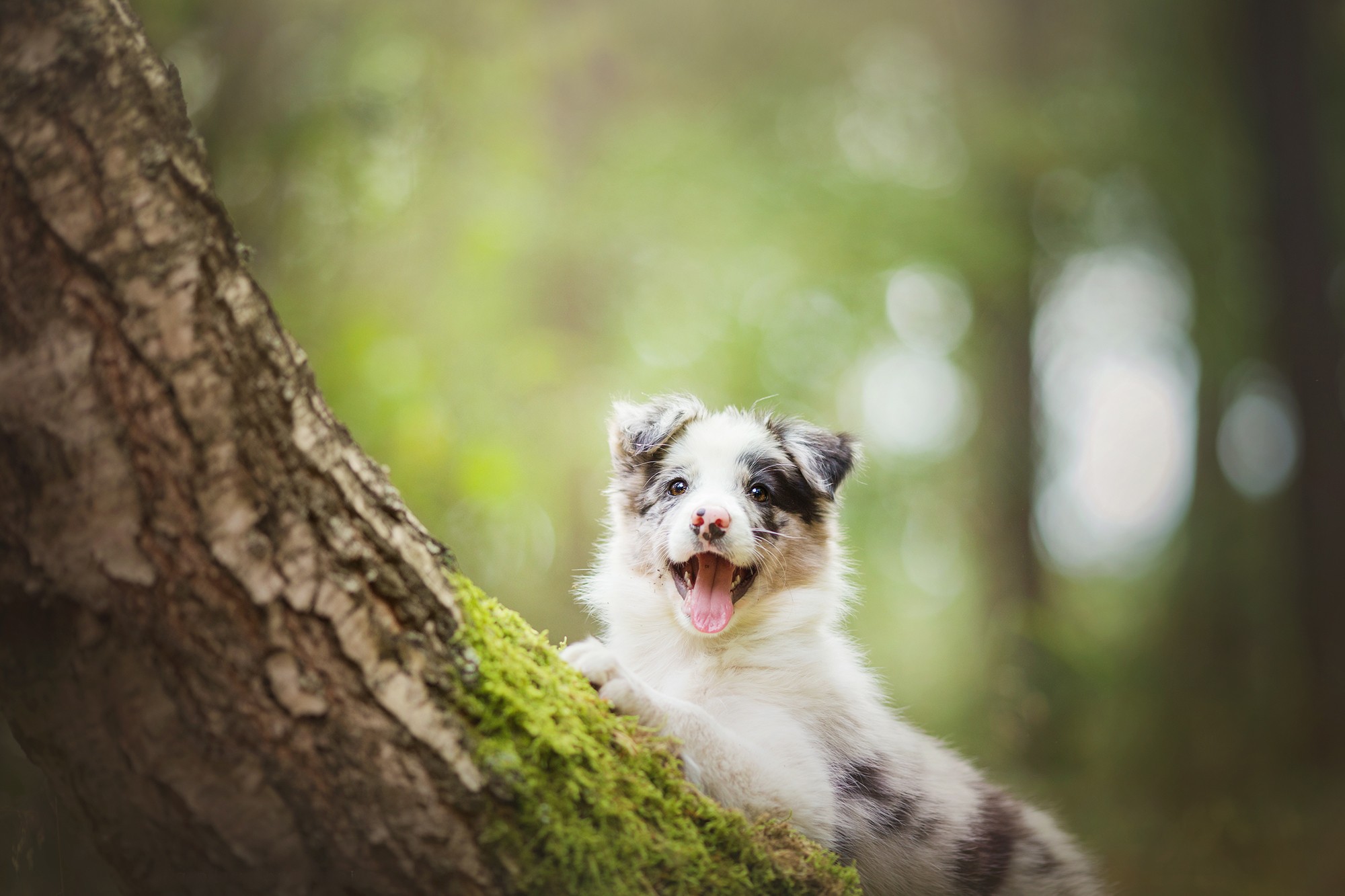 Download Puppy Bokeh Animal Dog HD Wallpaper