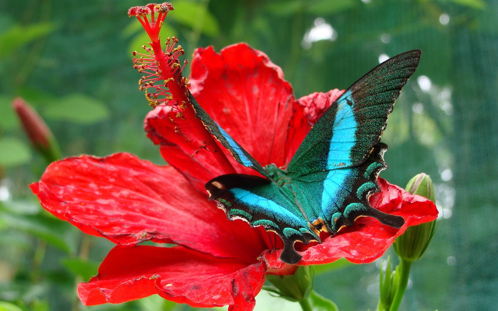 Download Red Flower Hibiscus Flower Animal Butterfly Wallpaper
