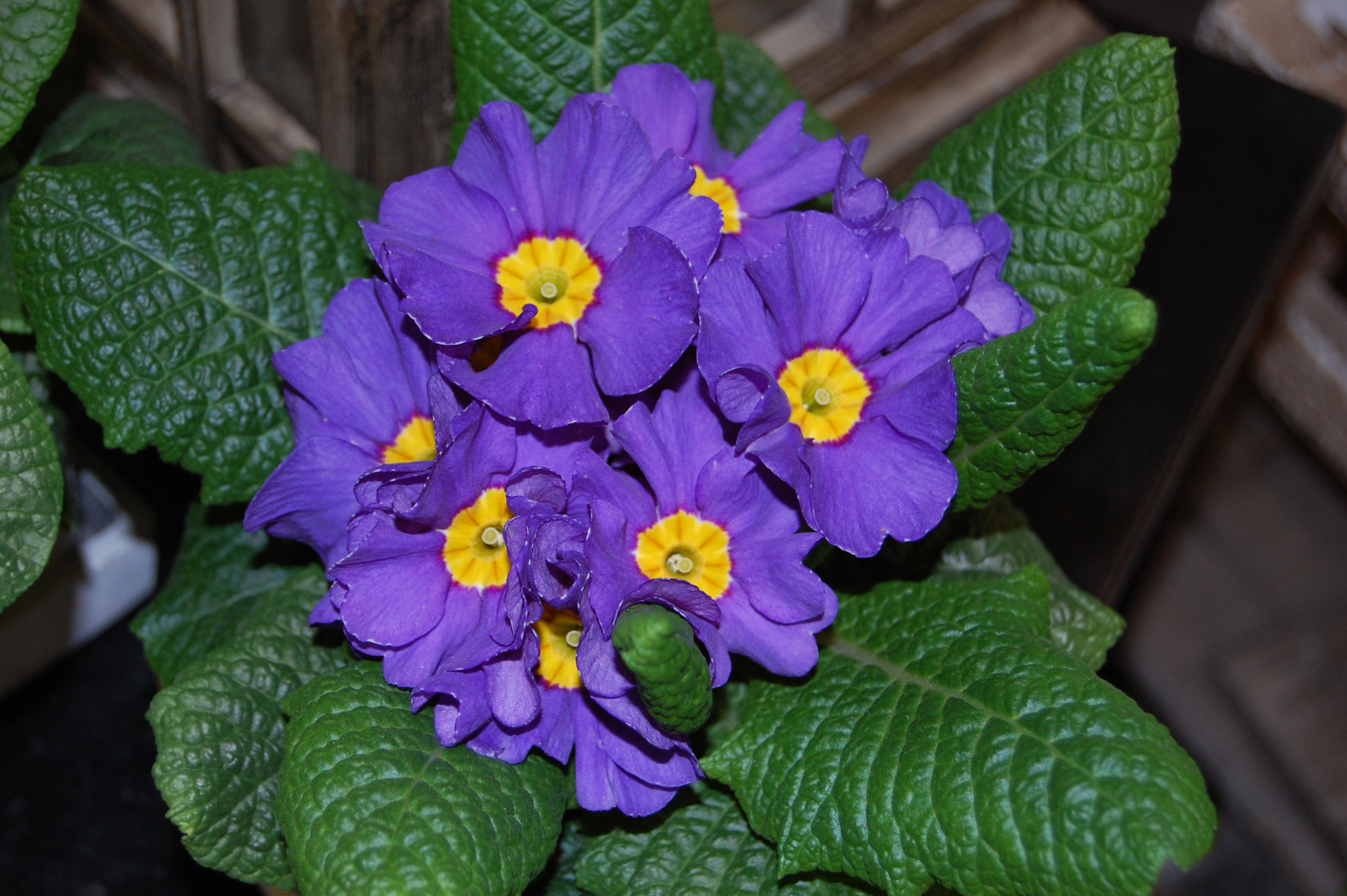 Colorful Primulas