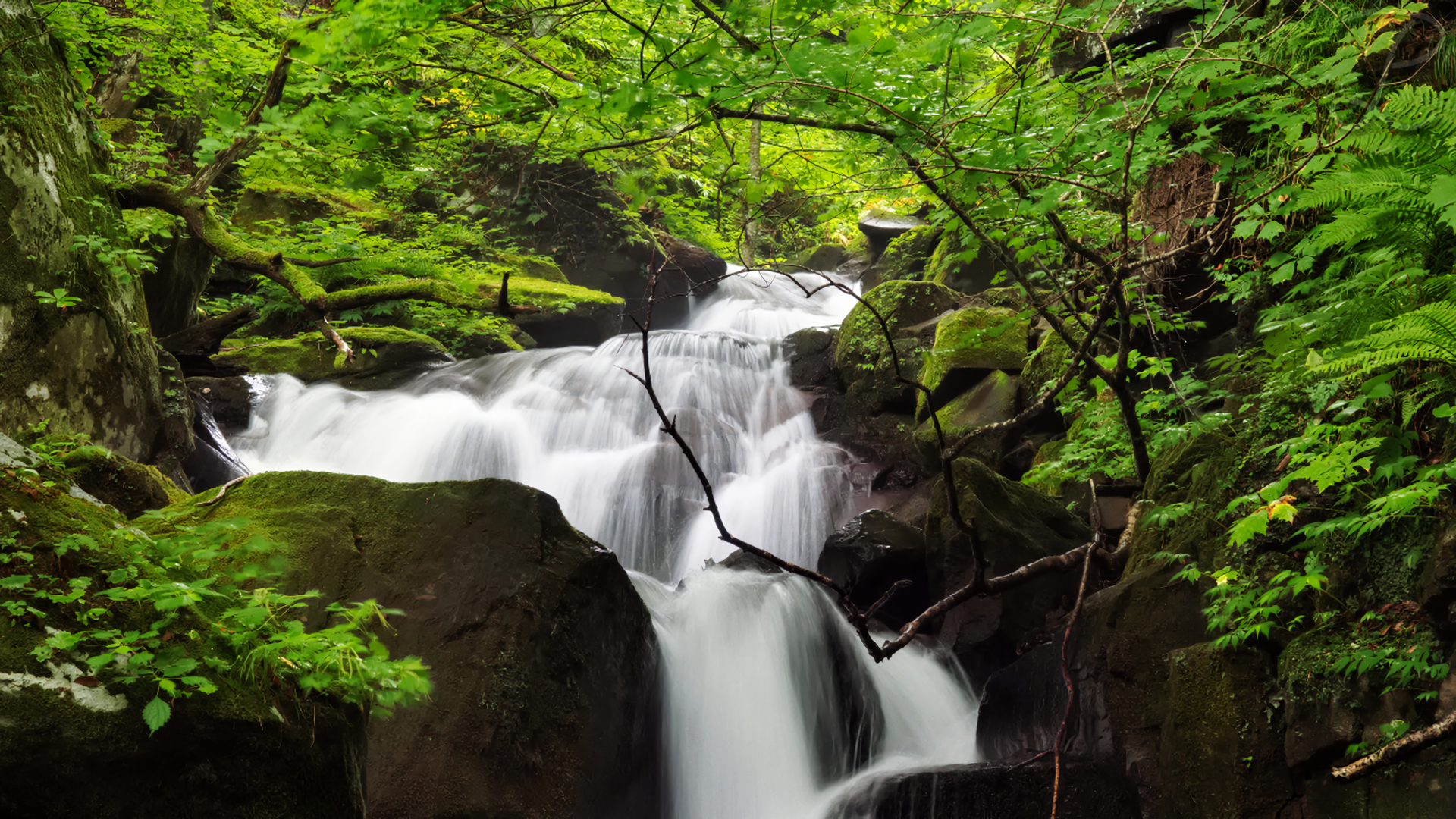 Download Forest Stream Nature Waterfall HD Wallpaper