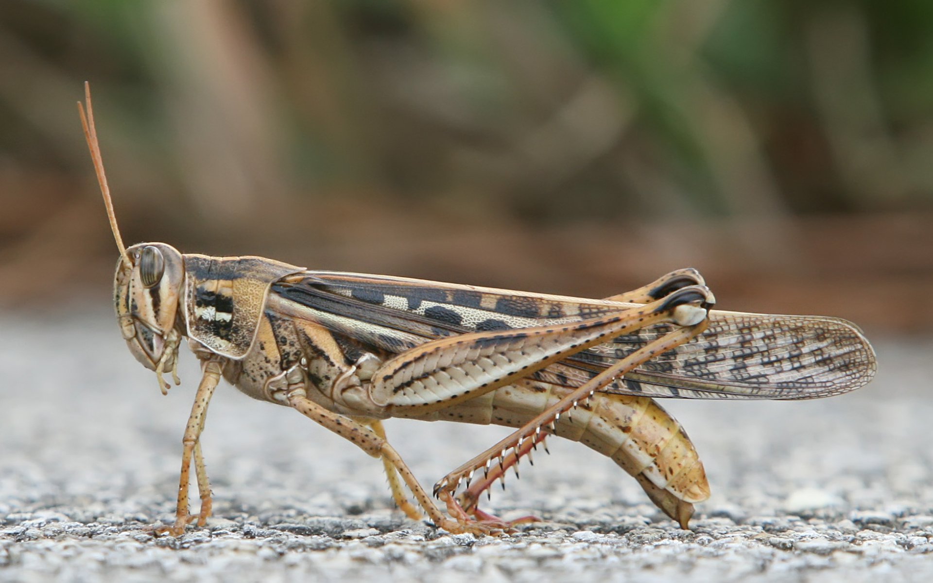 Animal Grasshopper HD Wallpaper by Tom Friedel