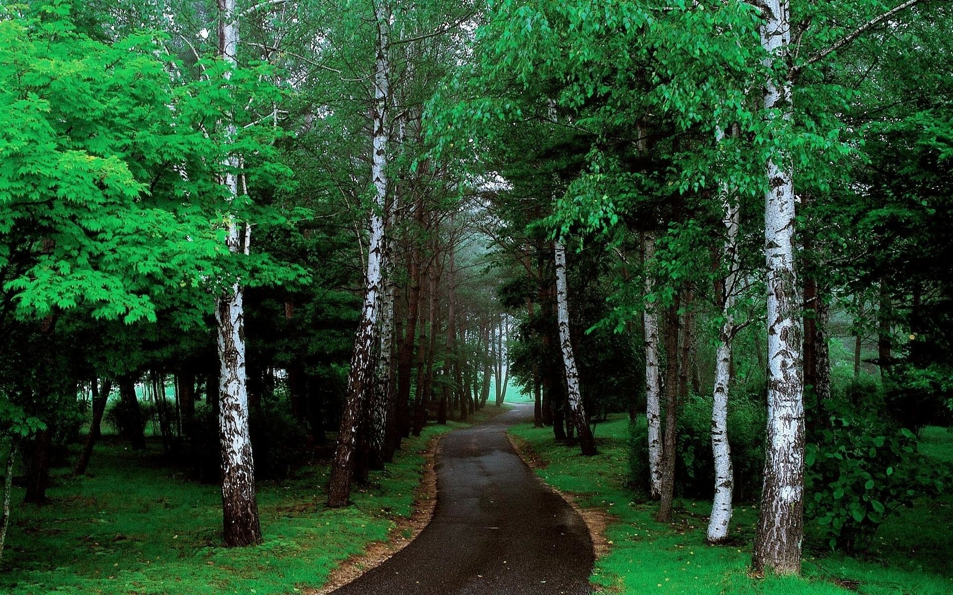 Download Green Tree Tree-lined Man Made Road HD Wallpaper | 1920x1200 ...