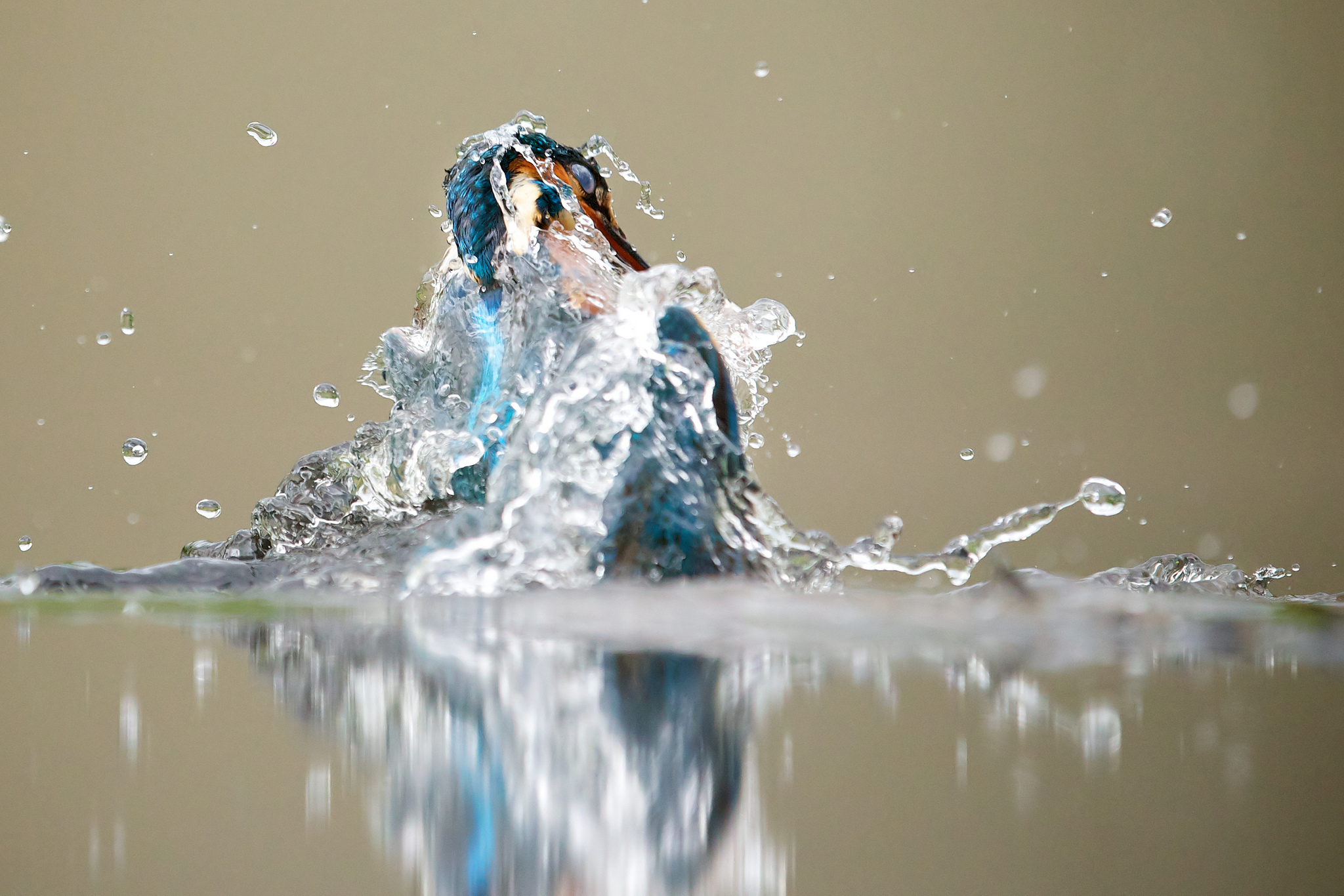 Download Water Bird Splash Animal Kingfisher HD Wallpaper