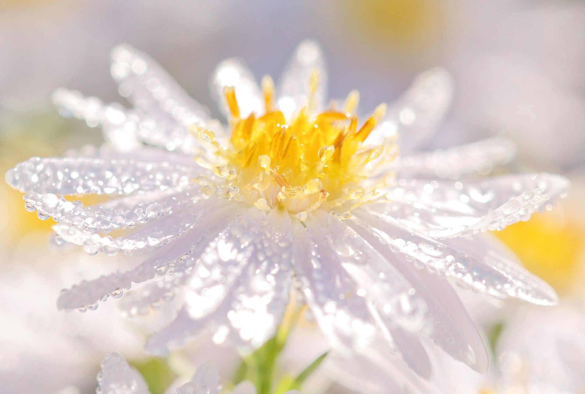 Download Close-up Water Drop White Flower Nature Flower Daisy HD ...