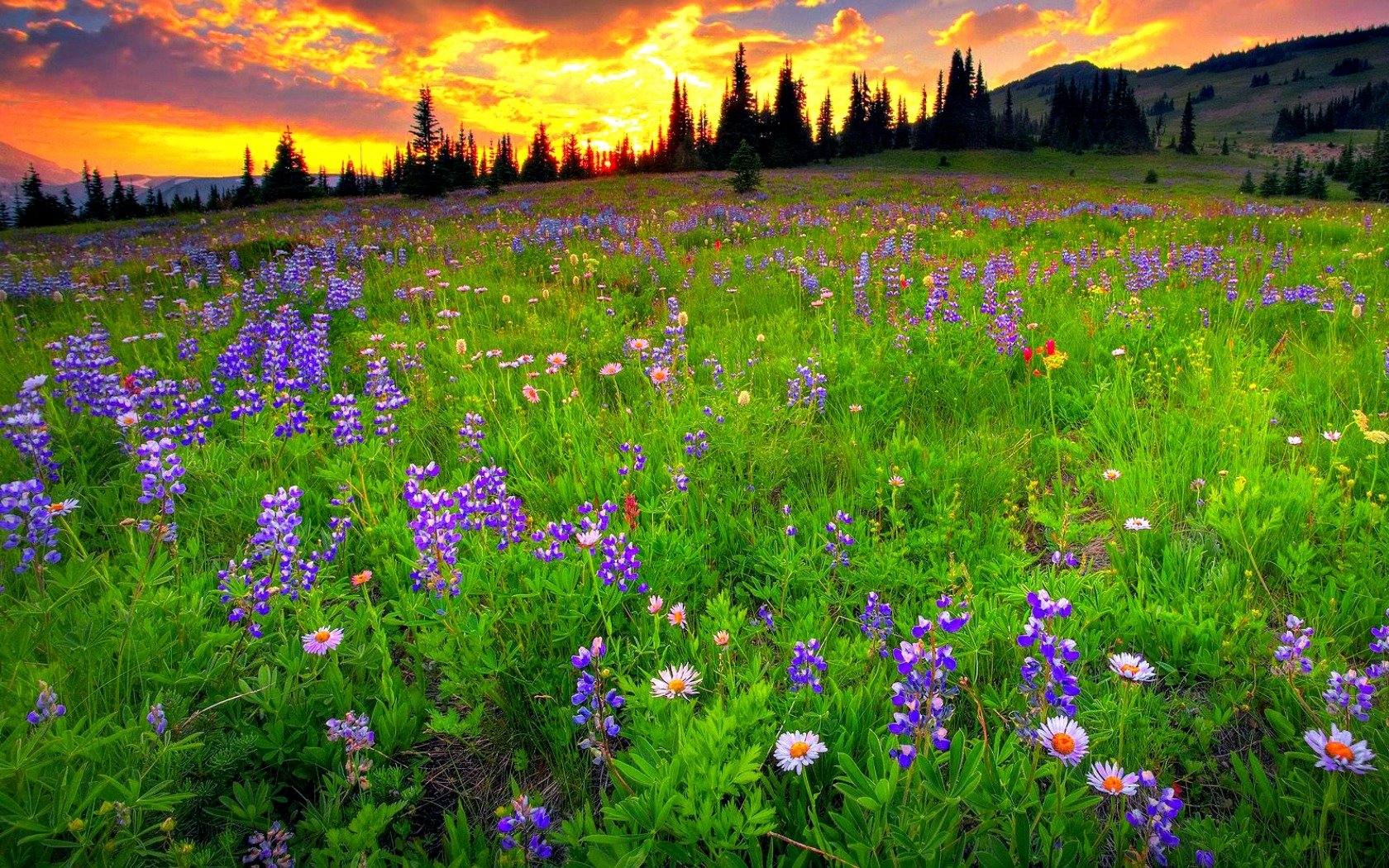 Download Purple Flower Sunset Field Nature Flower Wallpaper