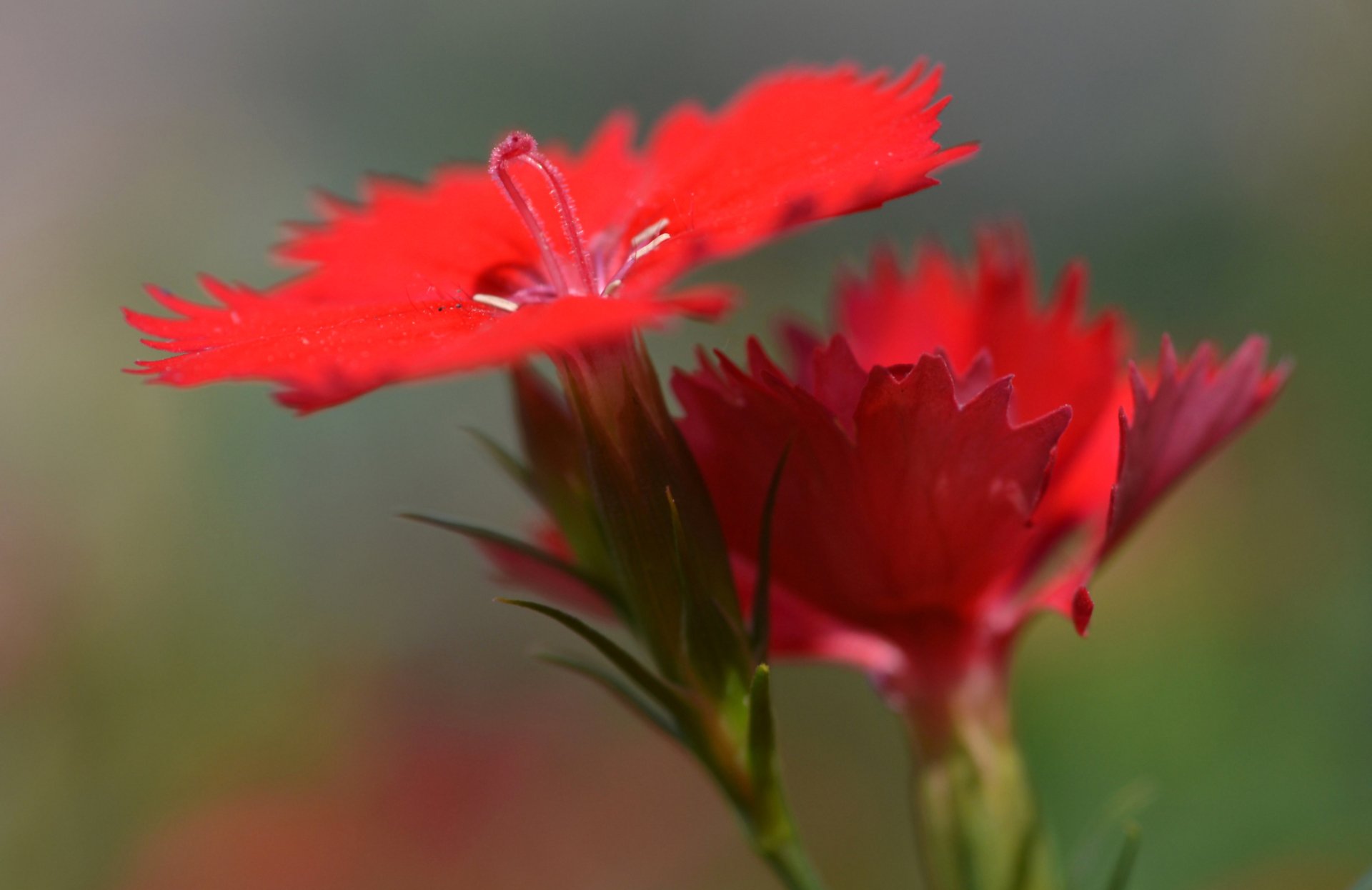 Download Red Flower Nature Flower Close-up Carnation HD Wallpaper