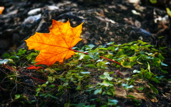 [700+] Leaf 4k Wallpapers