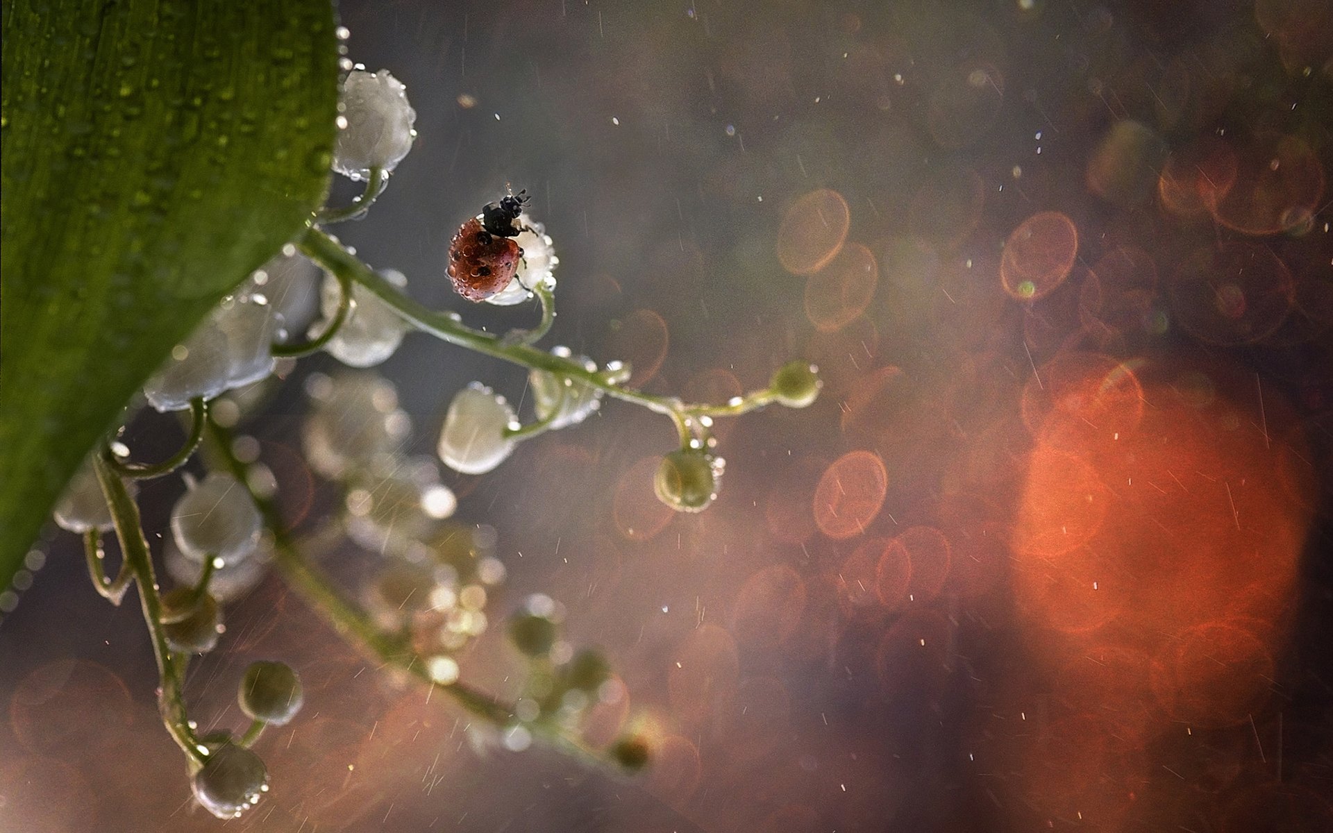 Download Insect Bokeh Rain Flower Close-up Animal Ladybug HD Wallpaper ...