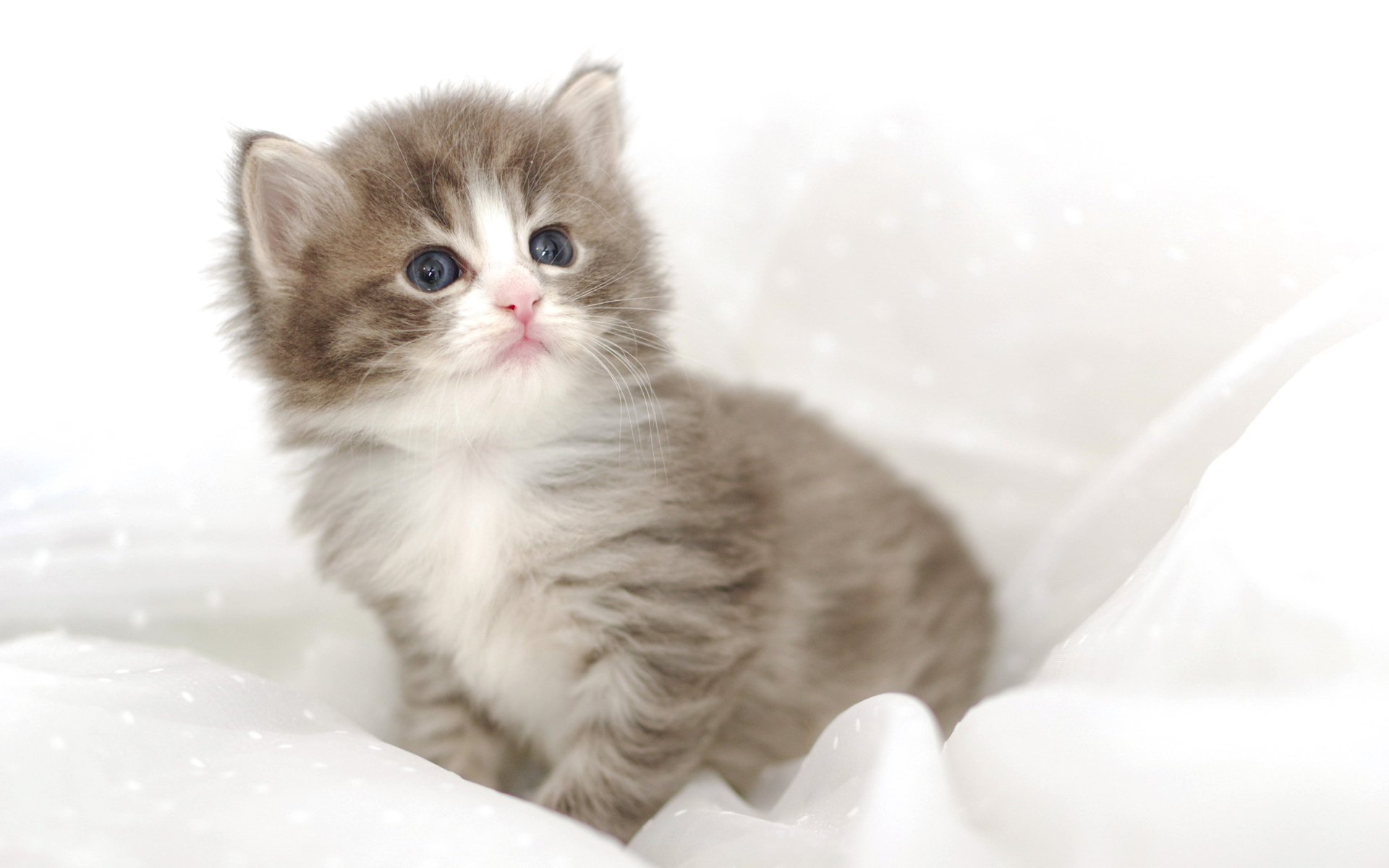 Snow-Kissed 2K Kitten — Quad HD Cat Wallpaper | 2880x1800 | Wallpaper Abyss