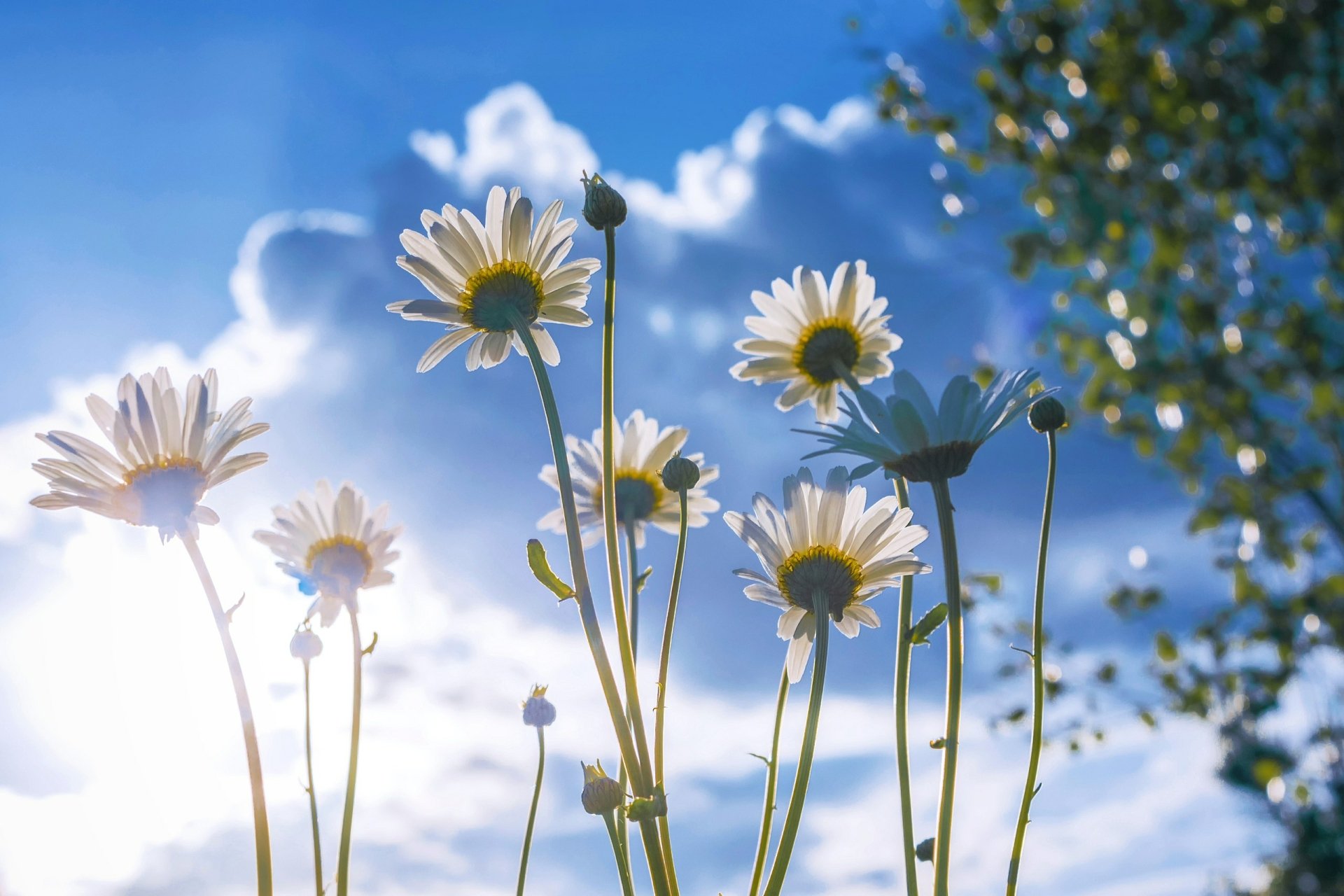 Download Daisy Nature Flower HD Wallpaper by vinilgod | 2560x1707 ...