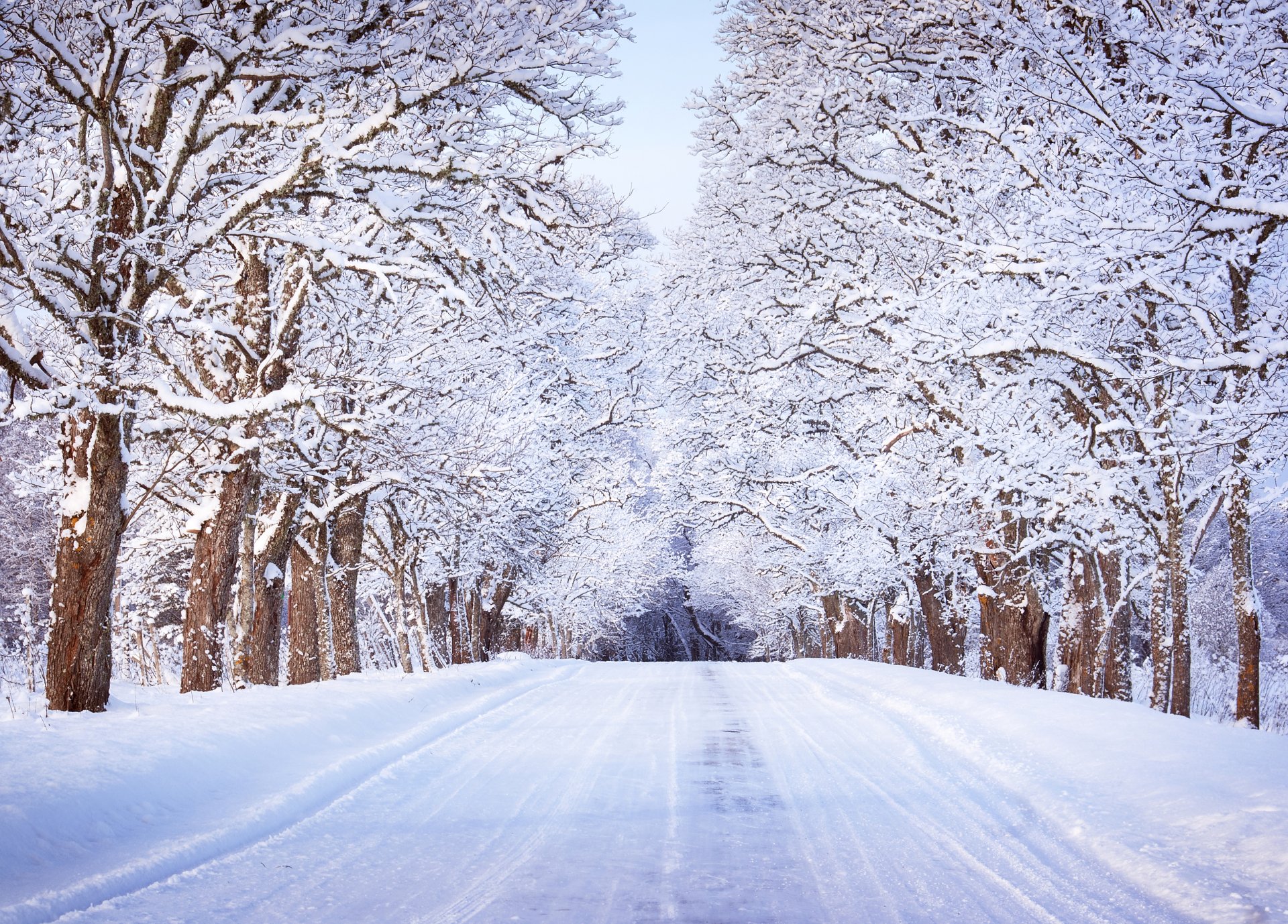 Download Snow Tree Road Nature Winter 4k Ultra HD Wallpaper