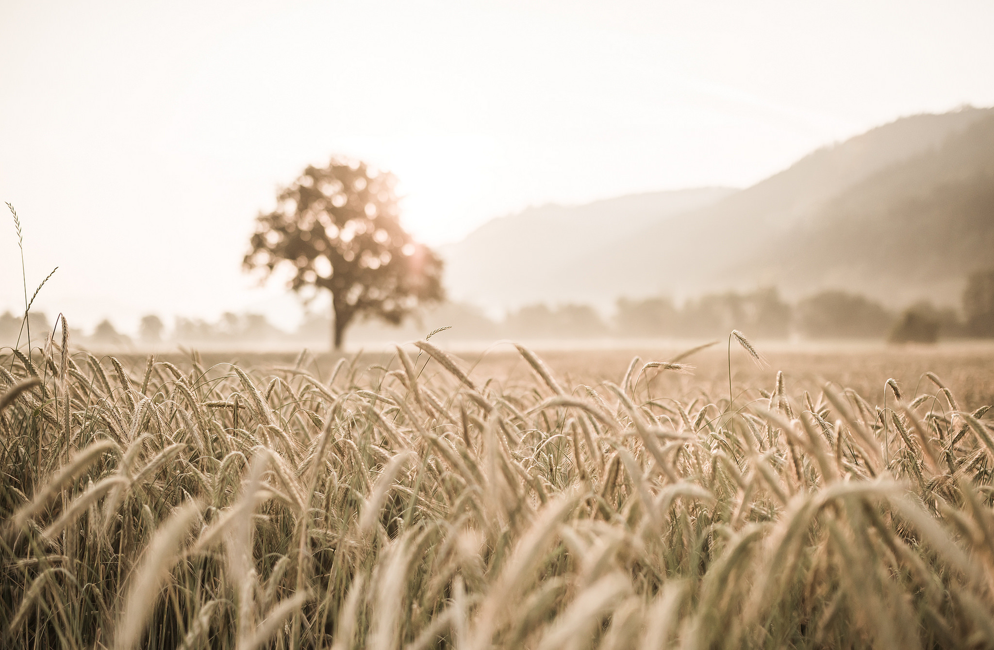 Download Summer Field Nature Wheat HD Wallpaper