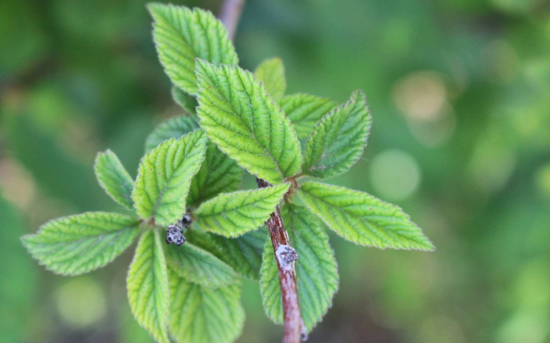 Download Spring Branch Nature Leaf 4k Ultra HD Wallpaper