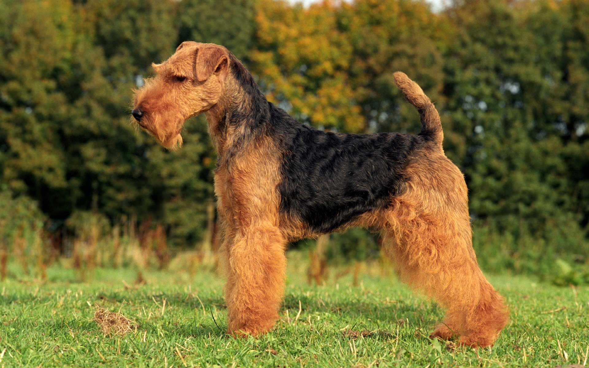 Welsh Terrier Wallpapers