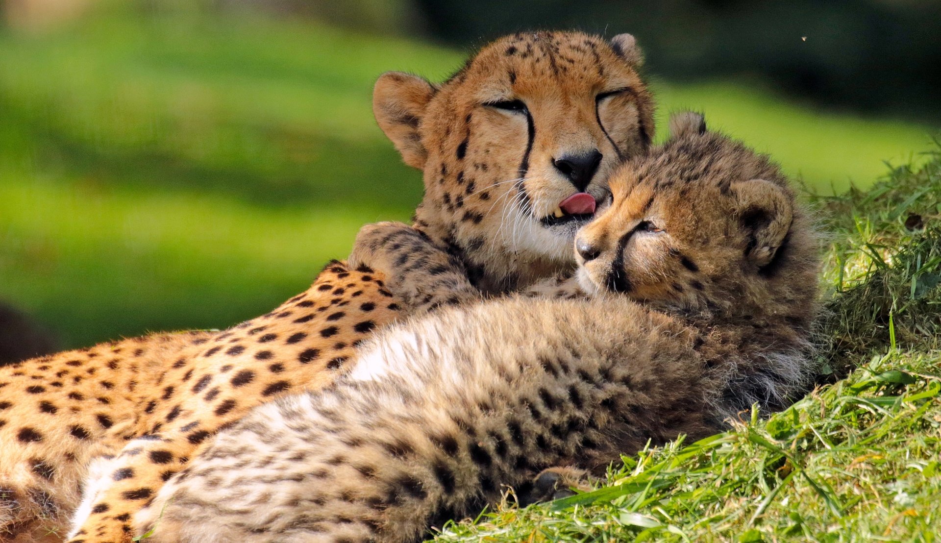 Adorable Cheetah Cub Cuddles – HD Baby Animal Wallpaper