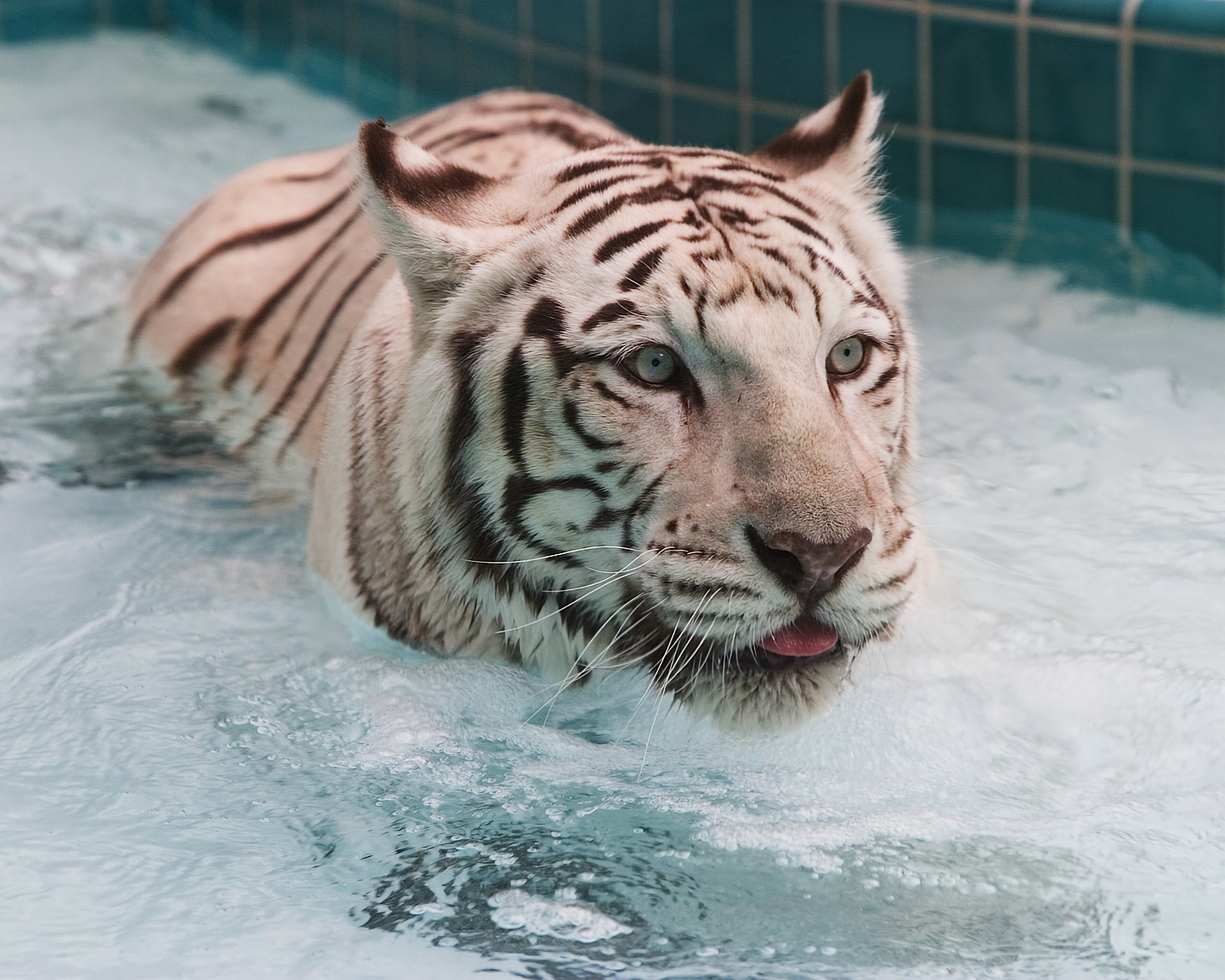 white tiger swimming