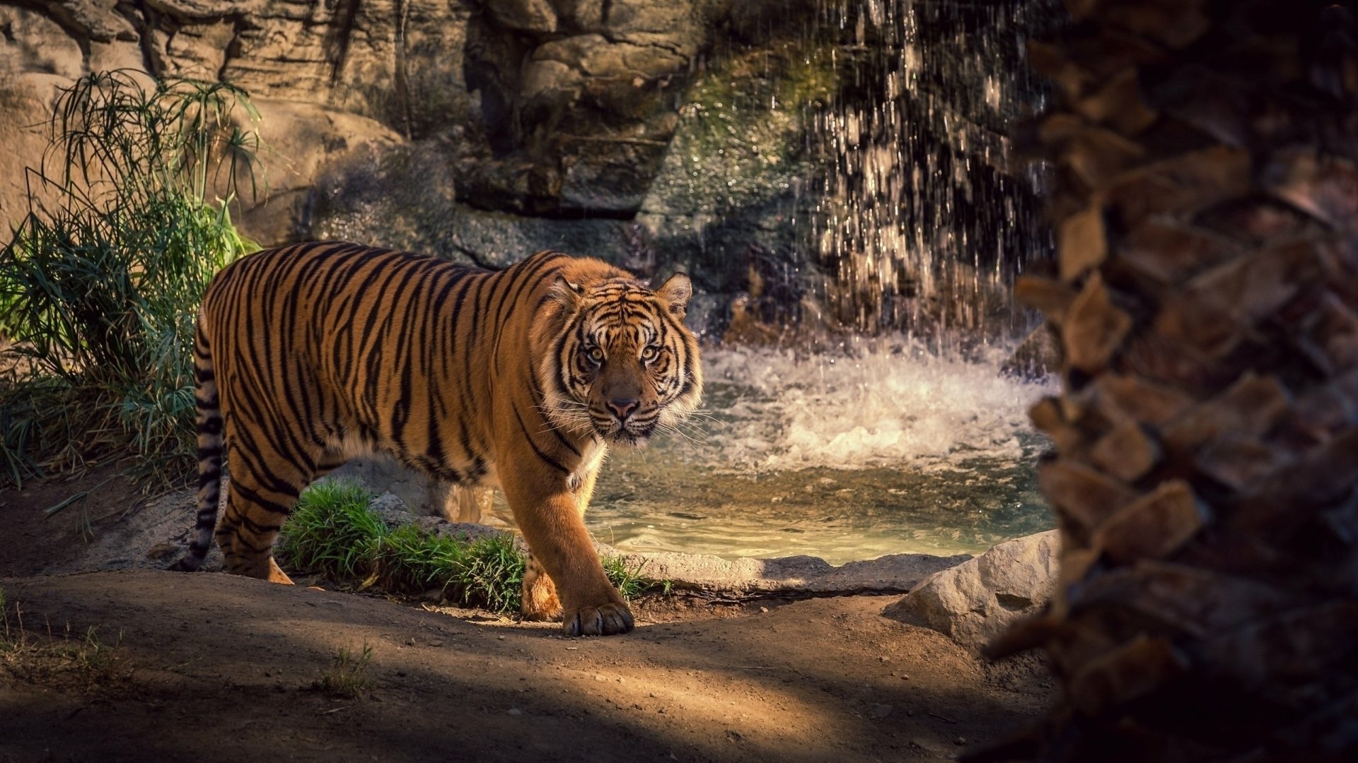Majestic Tiger in Natural Habitat | HD Animal Wallpaper | 2560x1440 ...