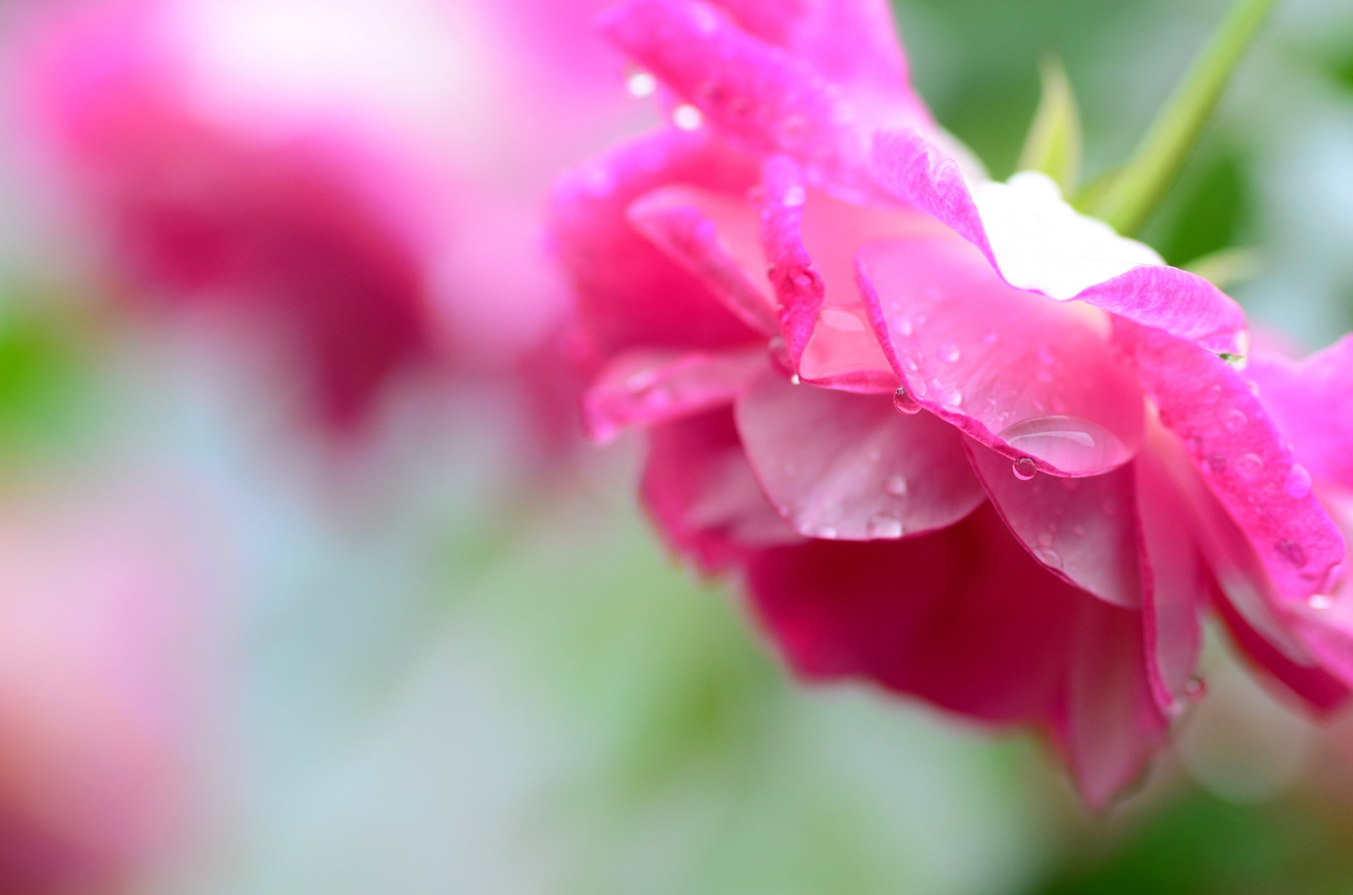 Download Water Drop Close-up Blur Pink Flower Flower Nature Rose HD ...