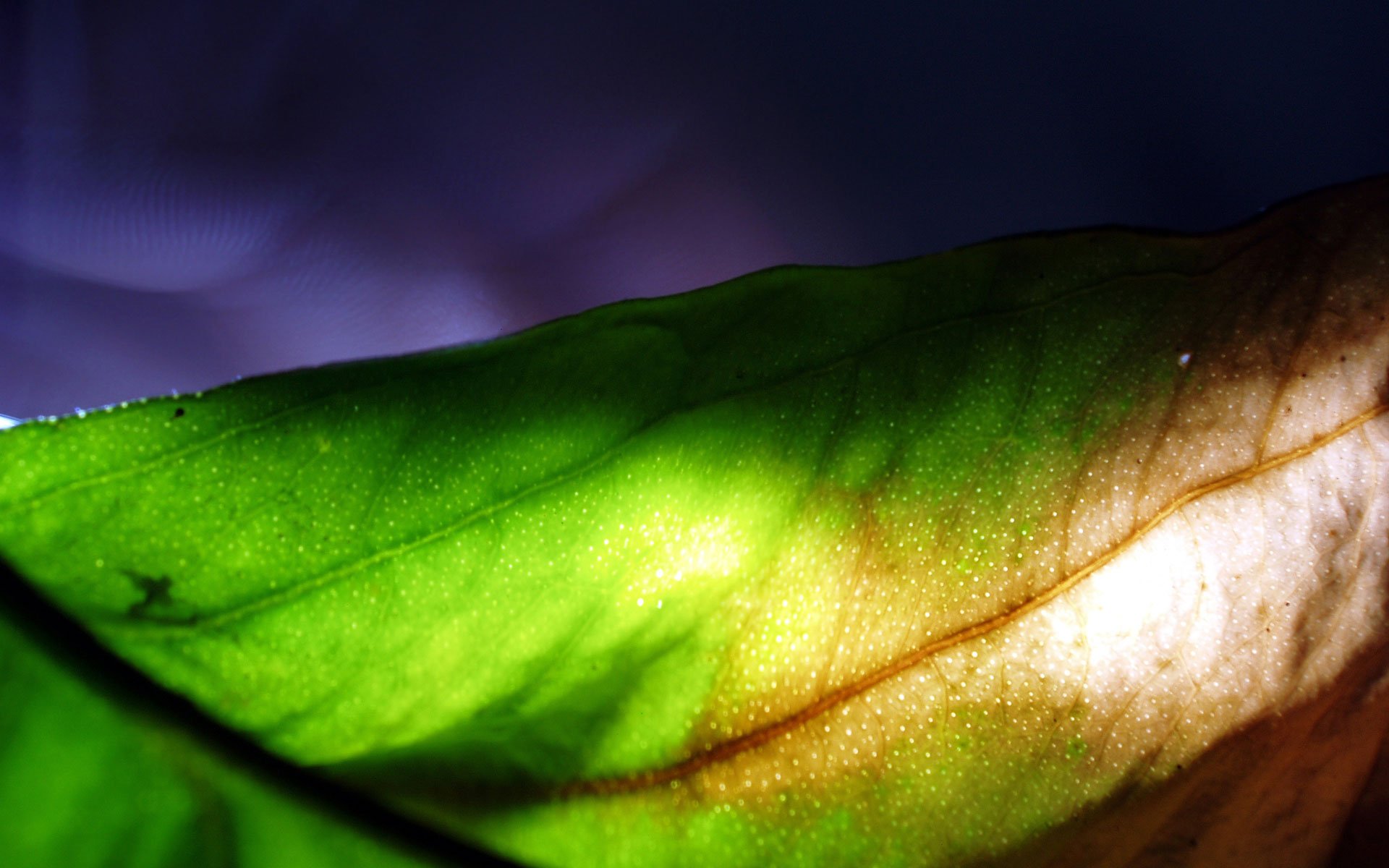 Vivid Nature Close-Up: HD Leaf Texture Wallpaper | 1920x1200 ...