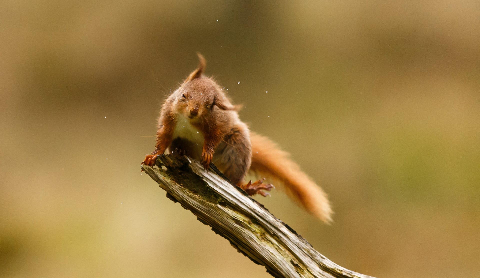 Download Rodent Animal Squirrel HD Wallpaper