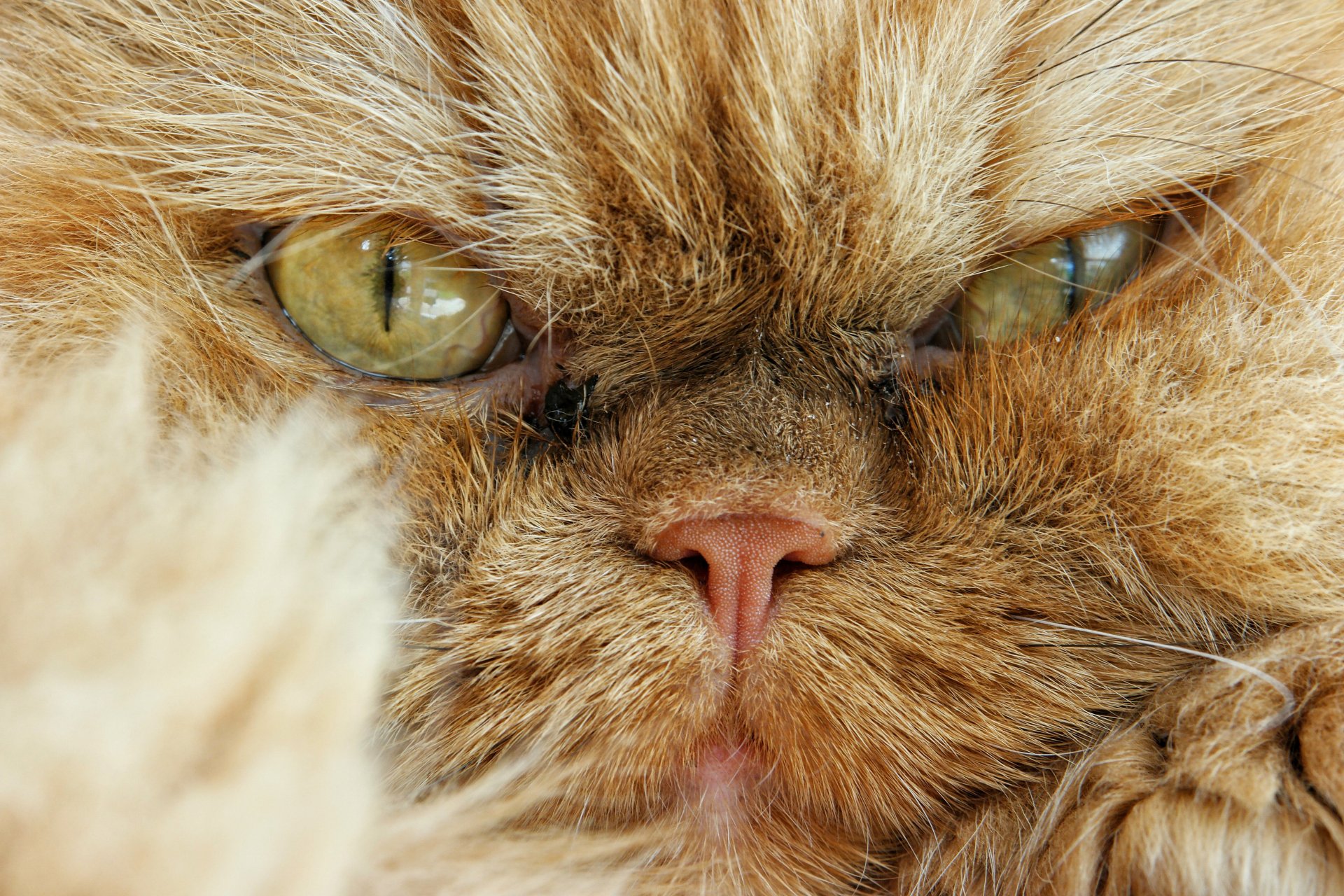 Download Face Close-up Animal Cat 4k Ultra HD Wallpaper