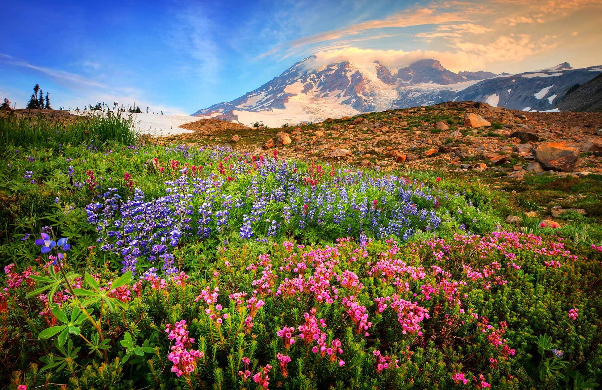 Mountain Wildflowers