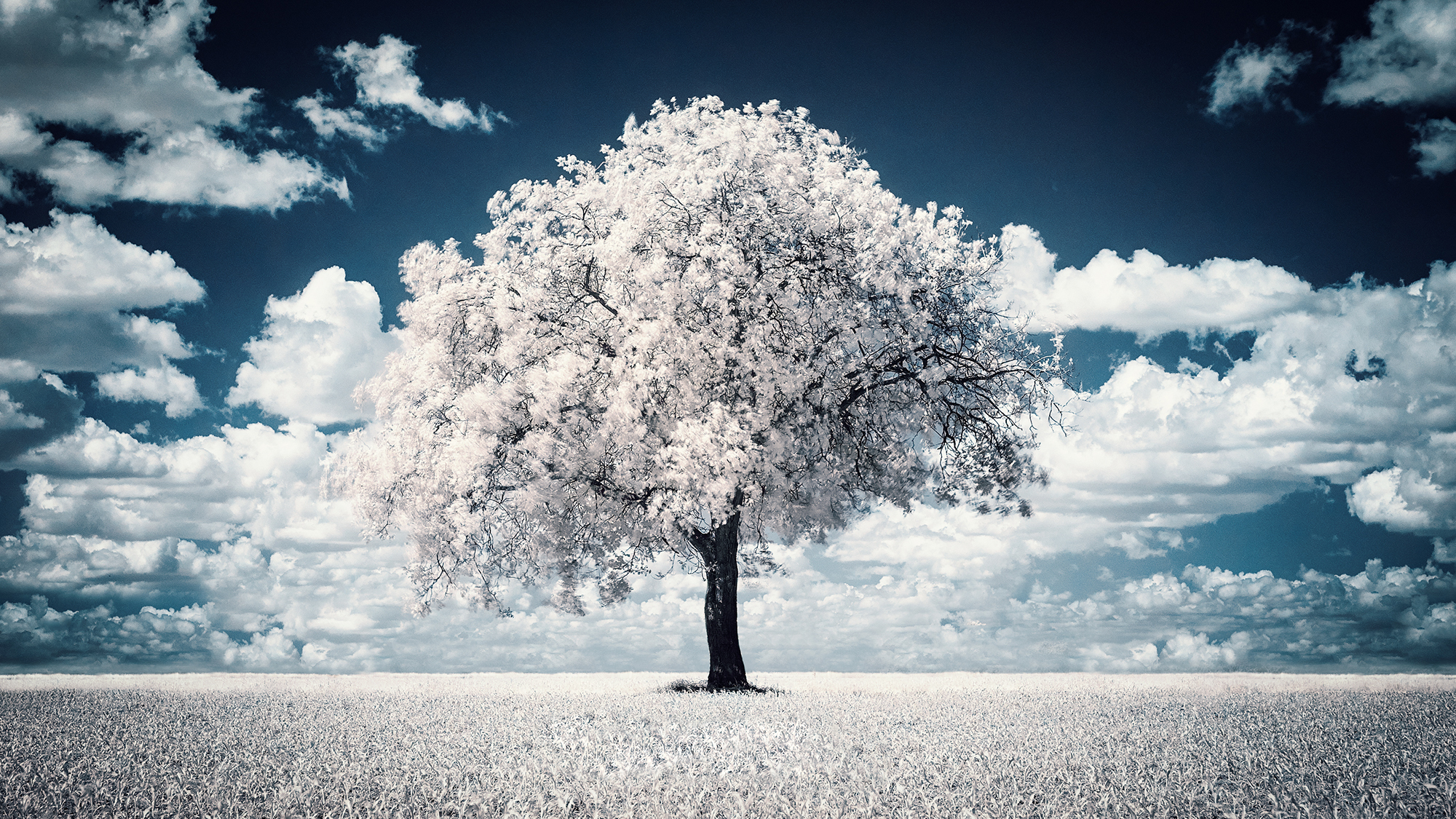Download Sky White Horizon Field Nature Cloud Lonely Tree Tree HD Wallpaper