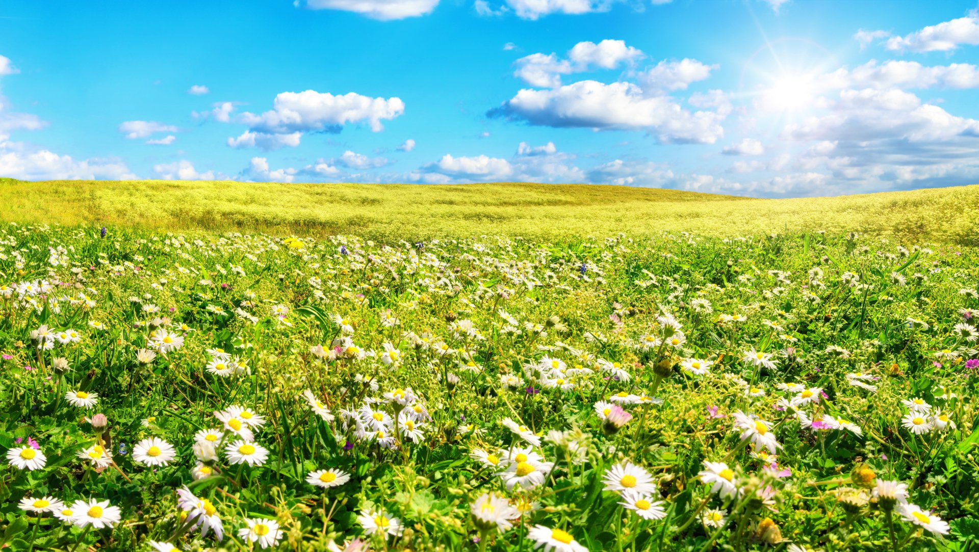 Sunlit White Flower Field - 4K Ultra HD Wallpaper