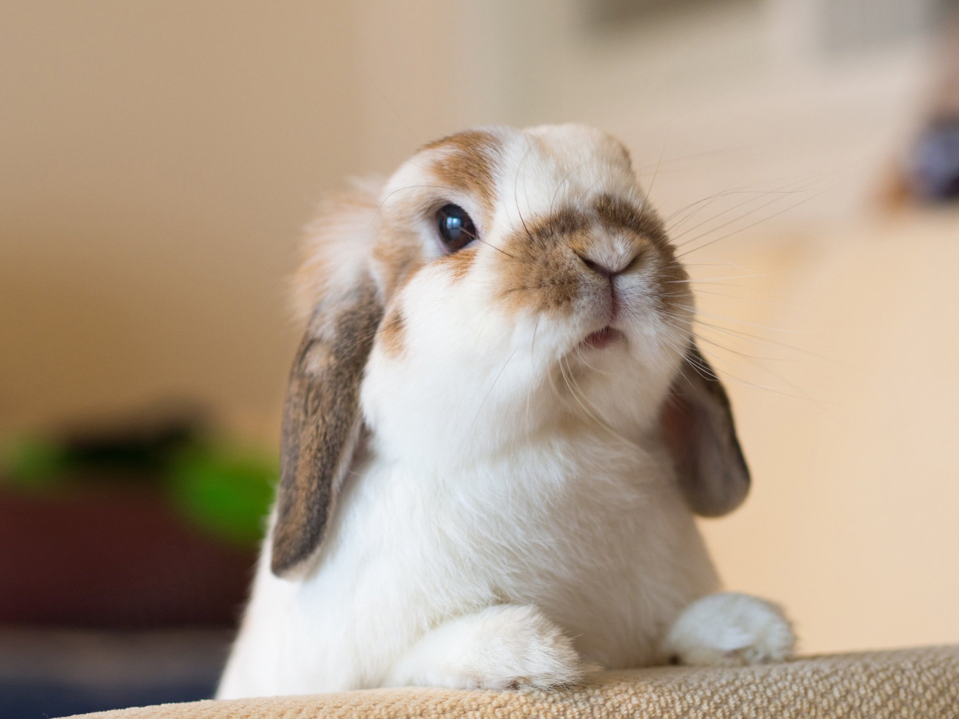 Adorable Rabbit HD Wallpaper: A Cute Companion