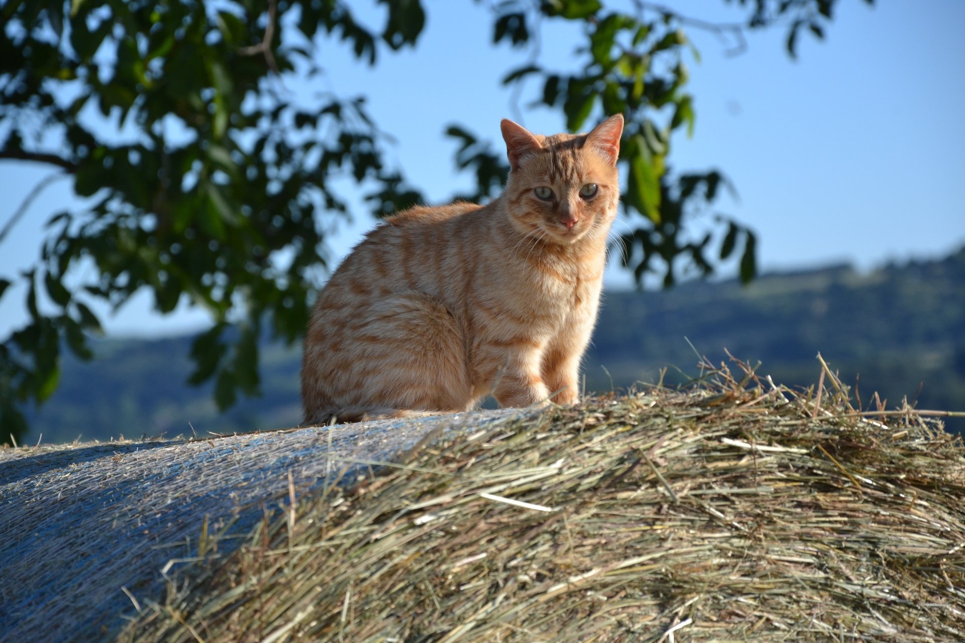 4K Ultra HD: Serene Cat Perched on Sunlit Haystack by glucosala