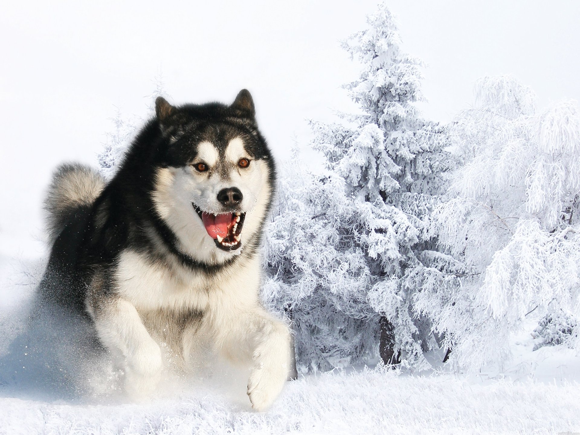 2K Quad HD Arctic Husky — Snowbound Dog Wallpaper