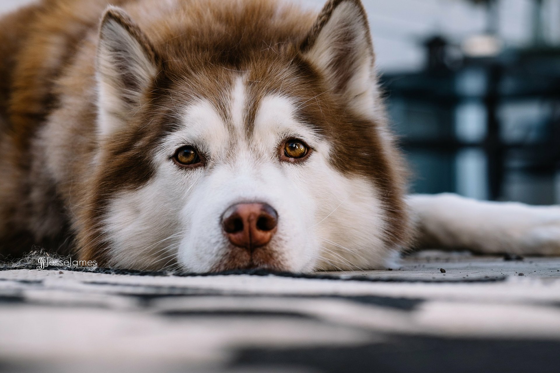 Siberian Husky Close-Up — Soulful Dog Gaze by Jesse James
