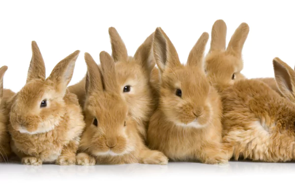 [70+] Rabbit 4k Wallpapers