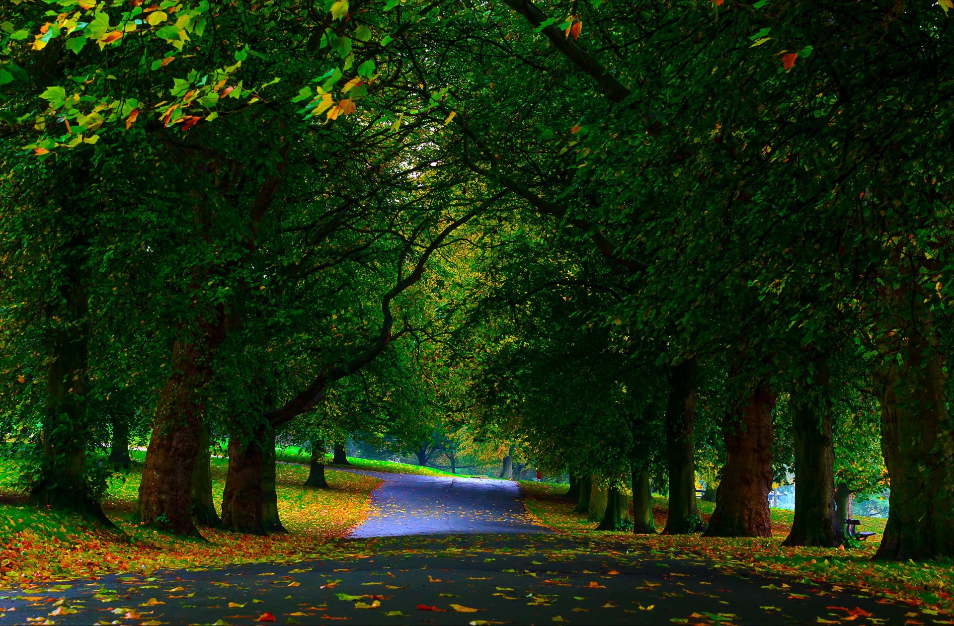 Serene Tree-Lined Fall Pathway in a Lush Green Park – HD Wallpaper