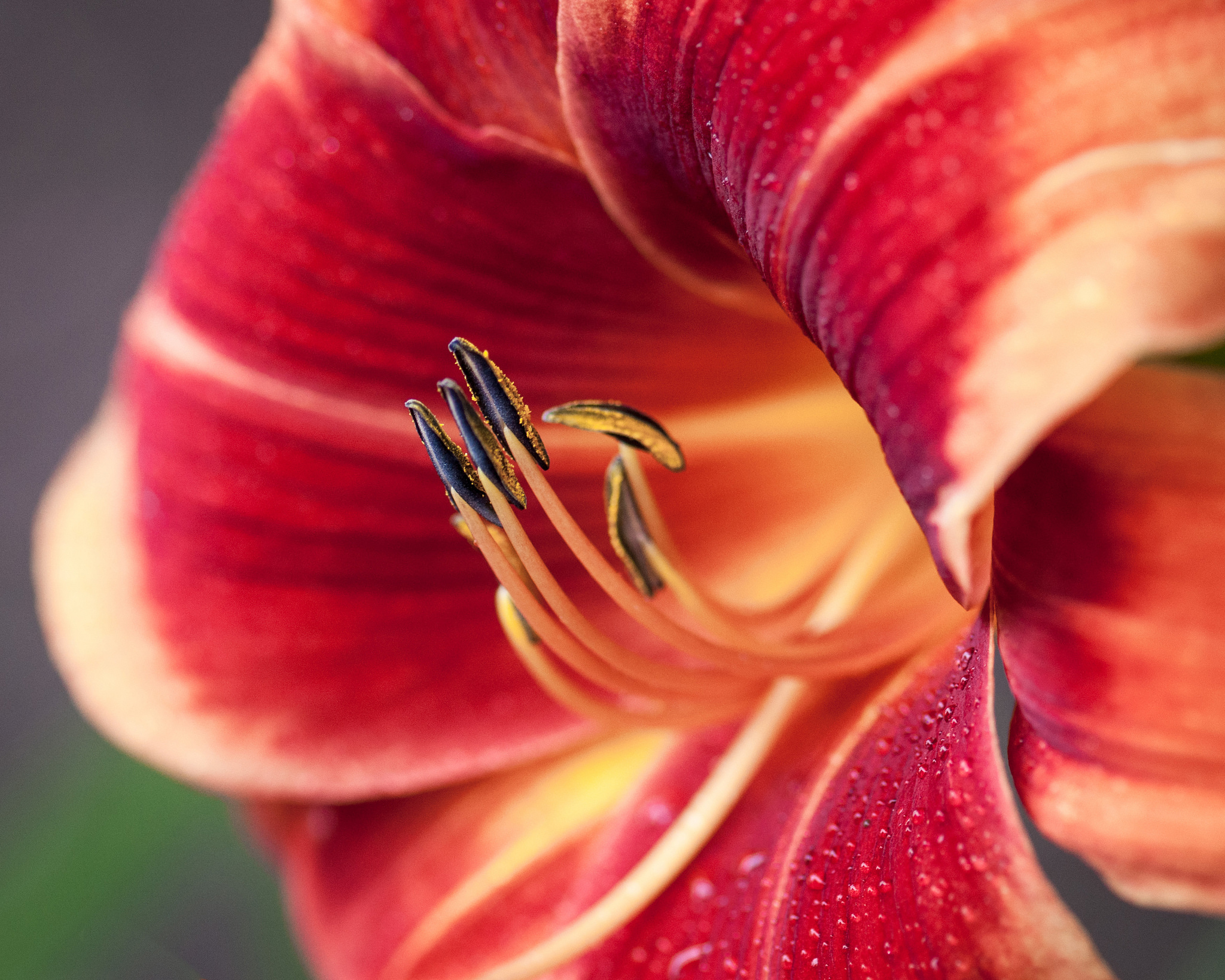 Download Flower Nature Macro Lily HD Wallpaper