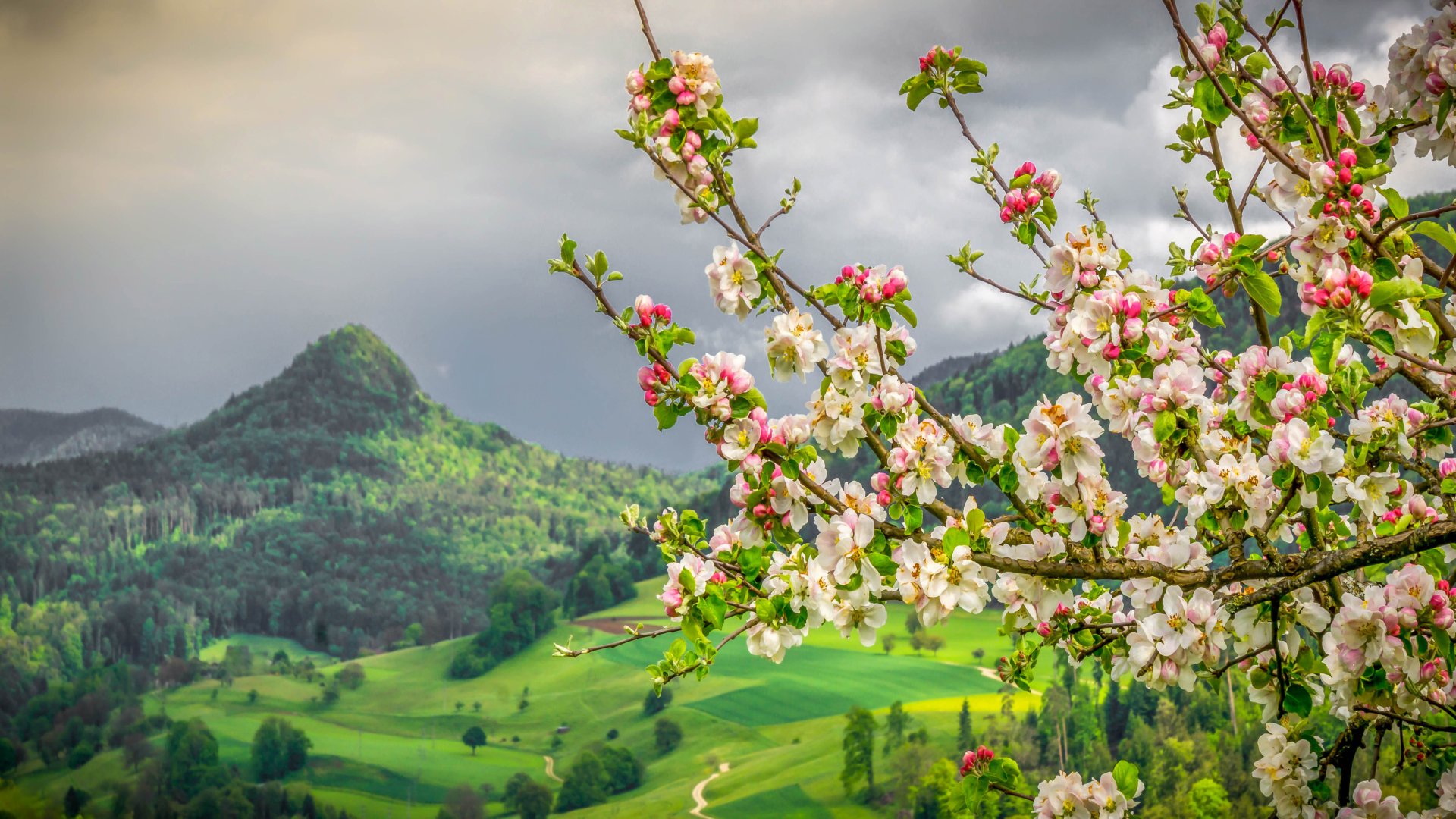 Spring Blossoms: 4K Ultra HD Pink Flower Landscape in Full Bloom