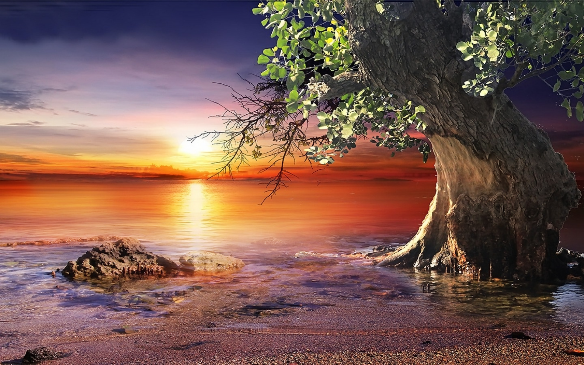 Download Horizon Sea Ocean Coast Nature Tree HD Wallpaper