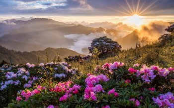 Download Landscape Nature Flower Pink Flower Sun Sunbeam PFP